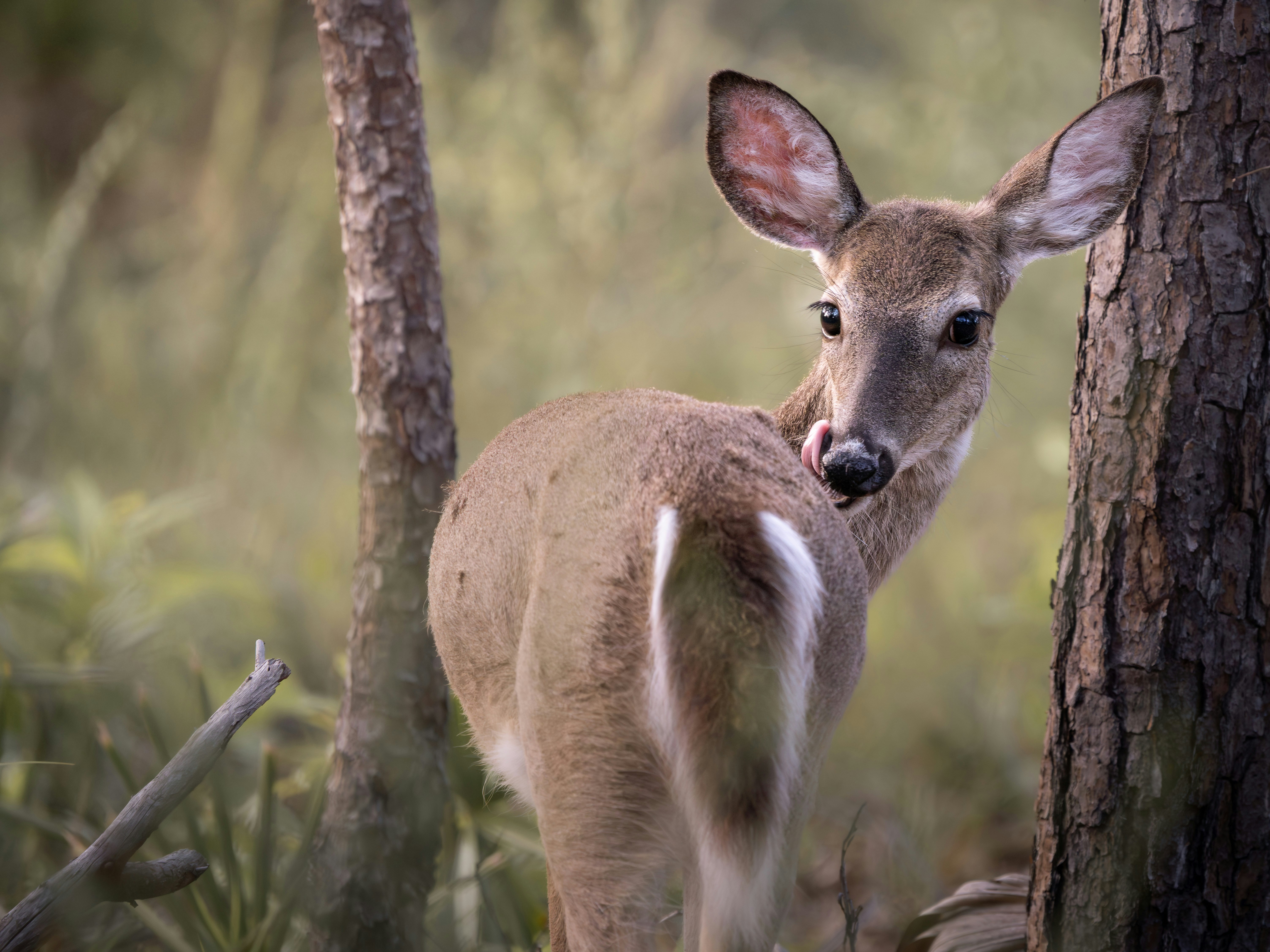 Curious Deer Pausing Between Pines