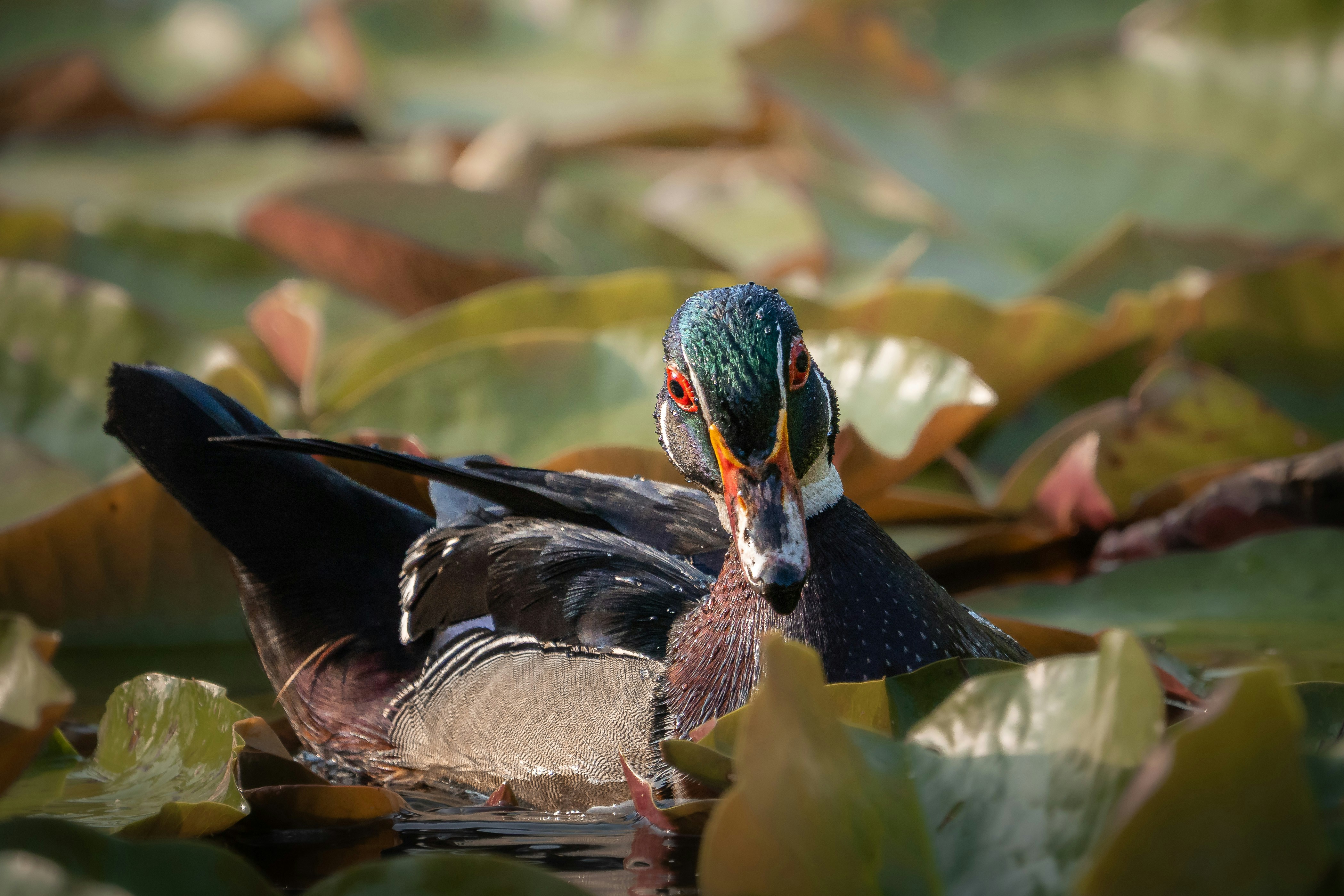 Green-wolded Dabbling King at Red-Eyed Gaze