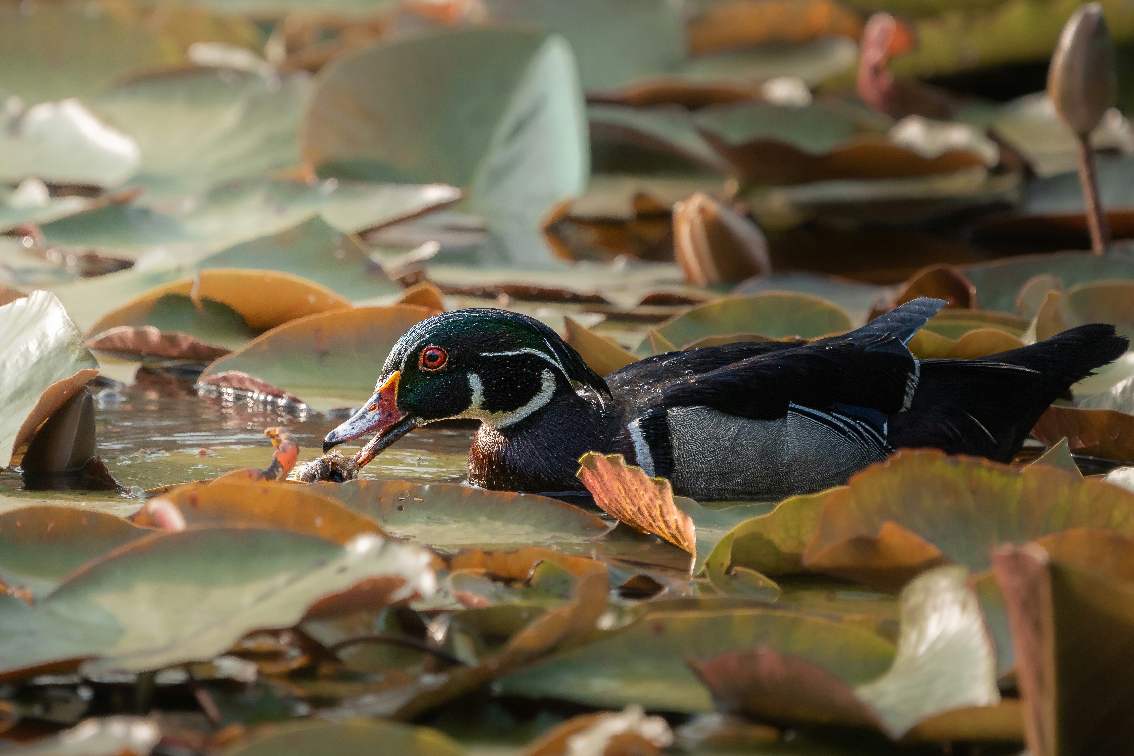 Covert Snack: A Mallard Snaps a Floating Treat Through Lily Pad Veil