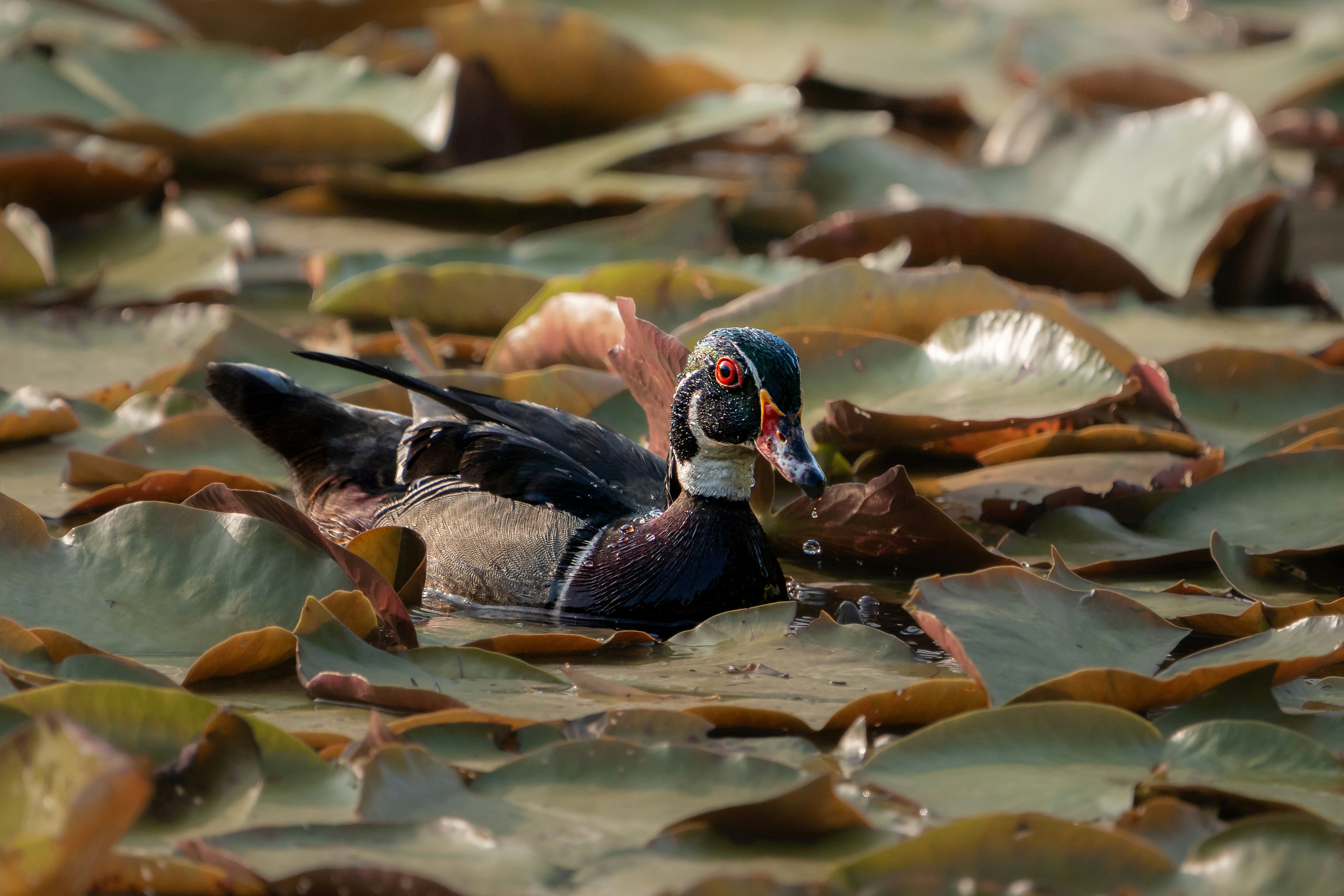Red-eyed Duck Emerges from a Ring of Floating Lilypads