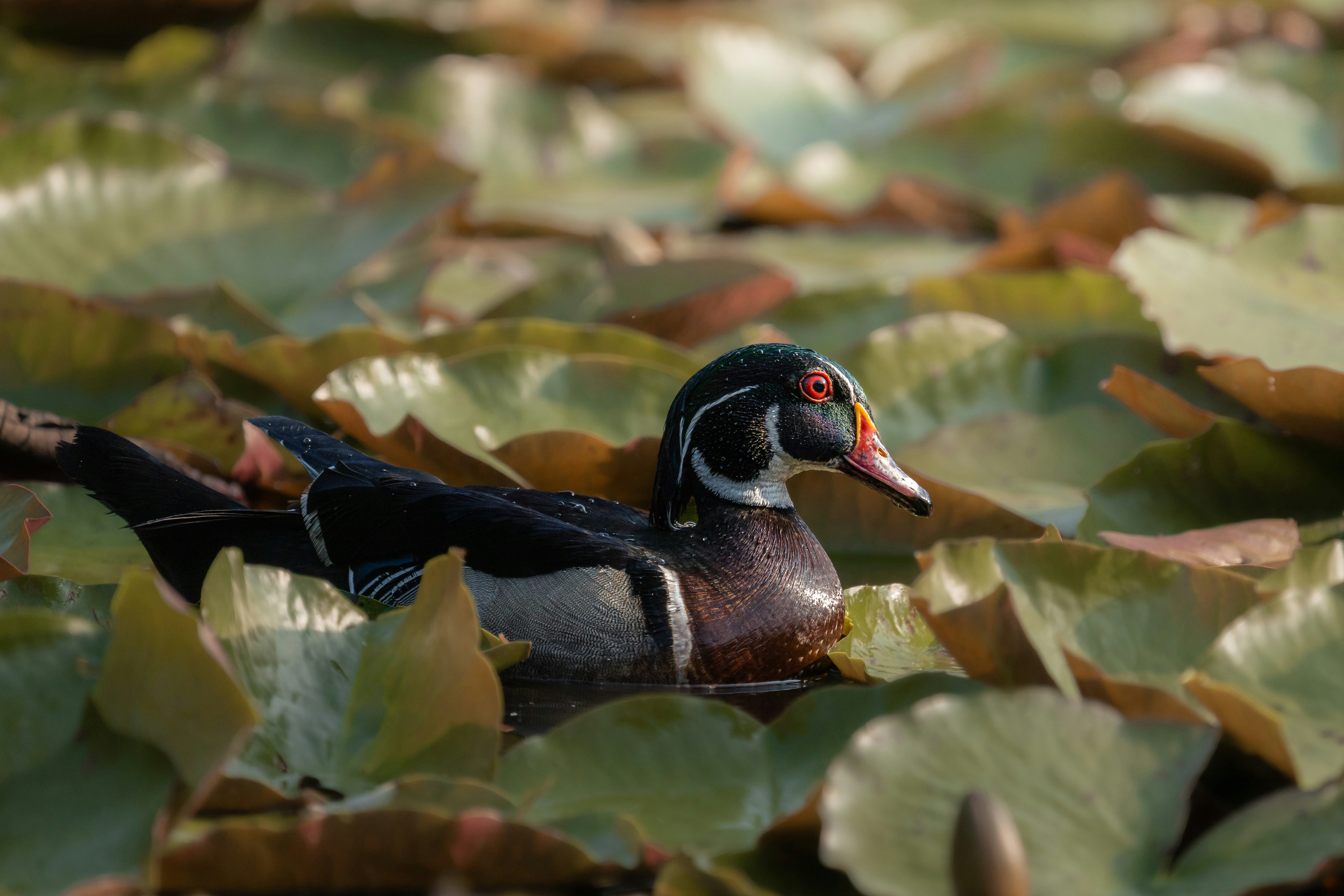 Red-eyed duck gliding through a carpet of fallen autumn leaves