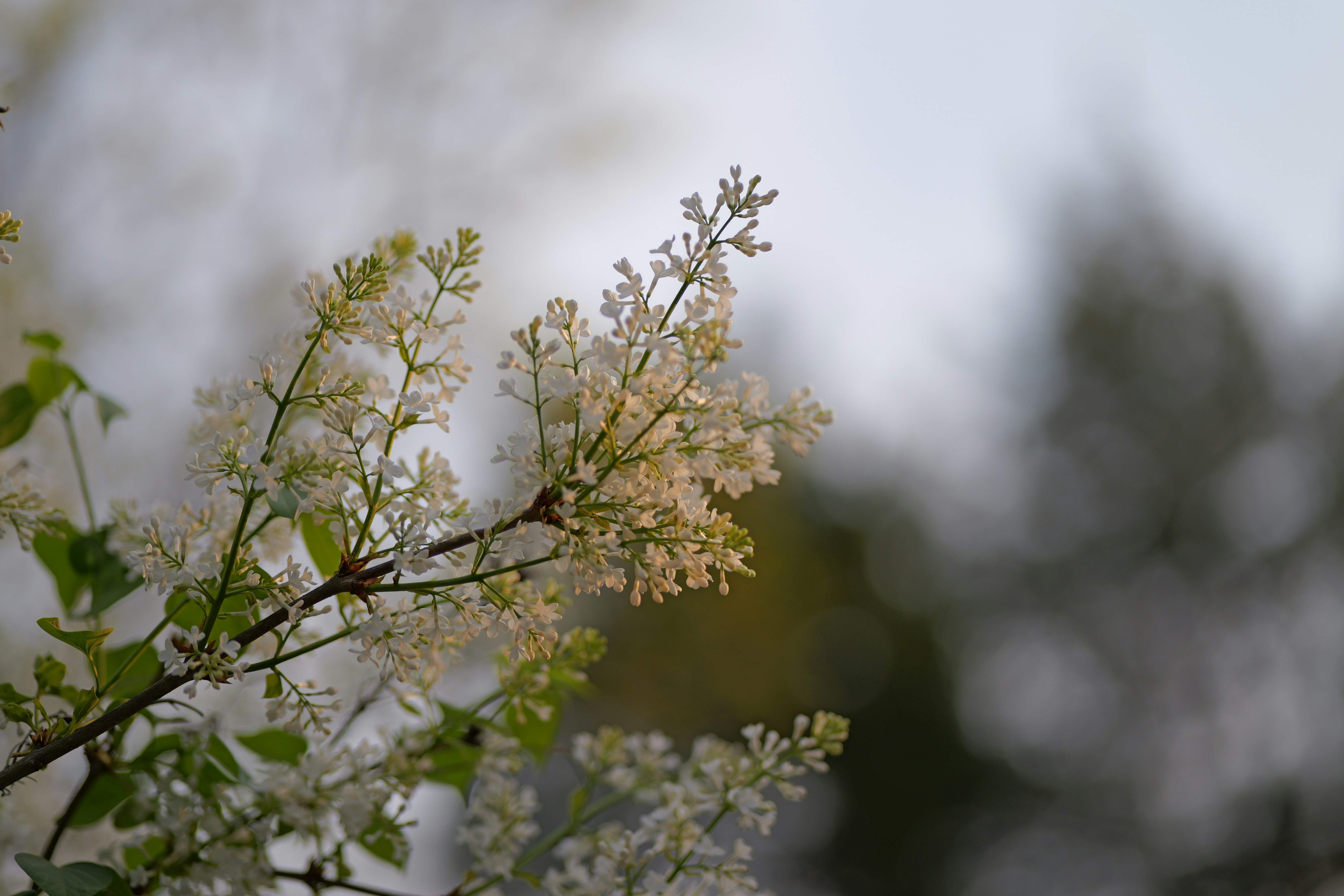 Blossoms on a Quiet Branch at Dusk
