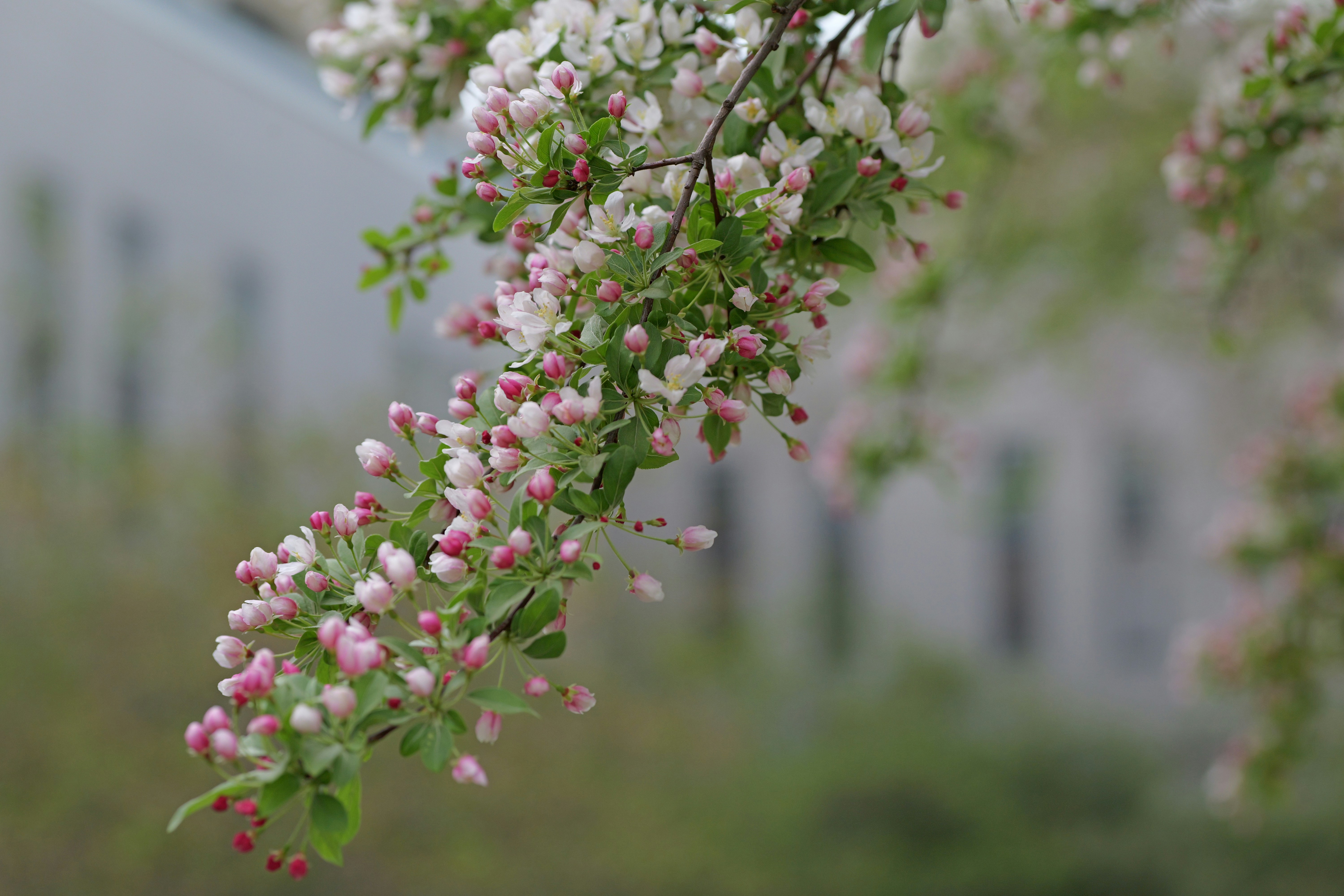 Blossoms in Focus: A Delicate Pink Ribbon Against a Distant Modern Wall