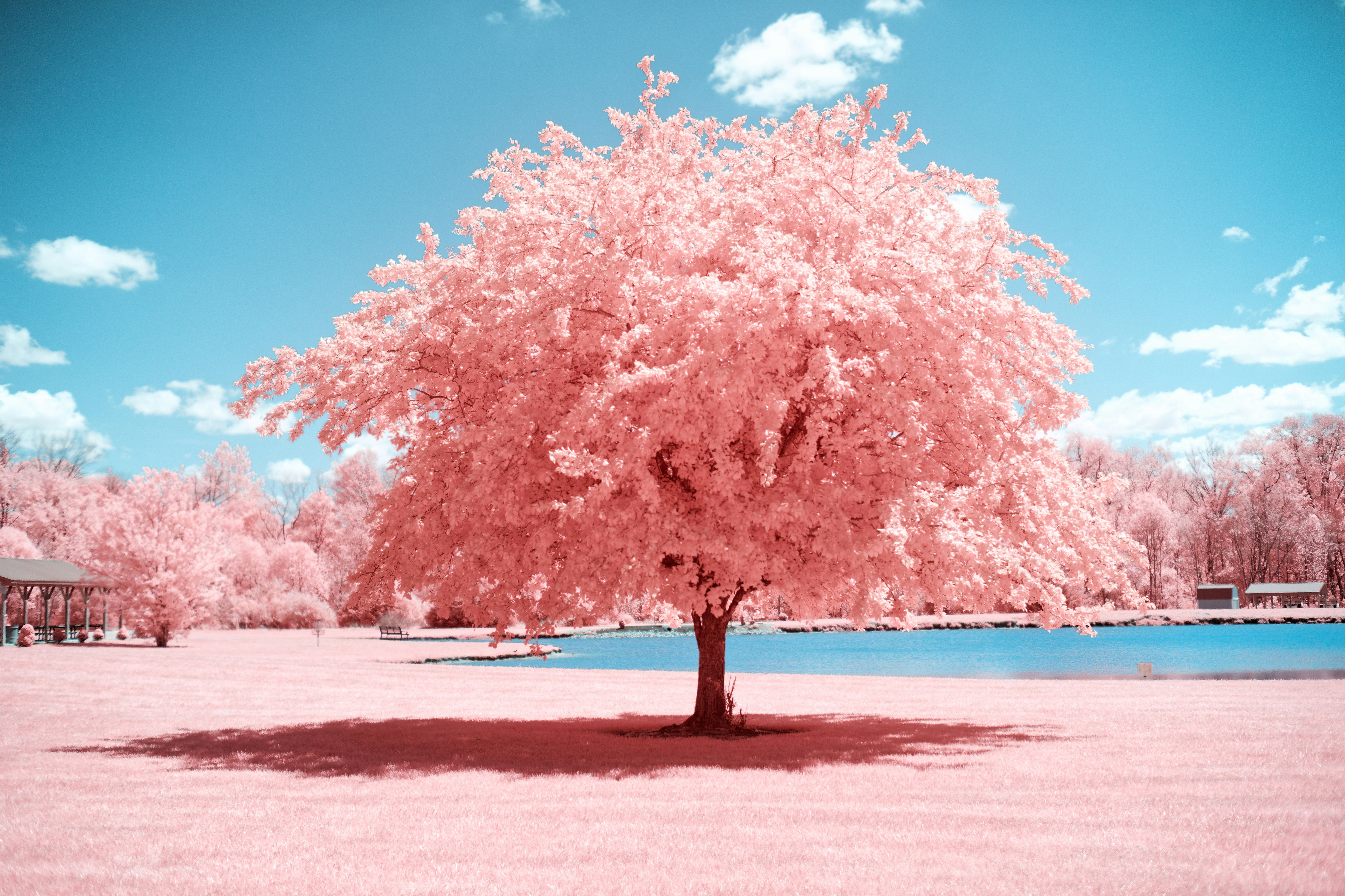 Crimson Orchard: A Lone Tree Centerstage in an Infrared Meadow