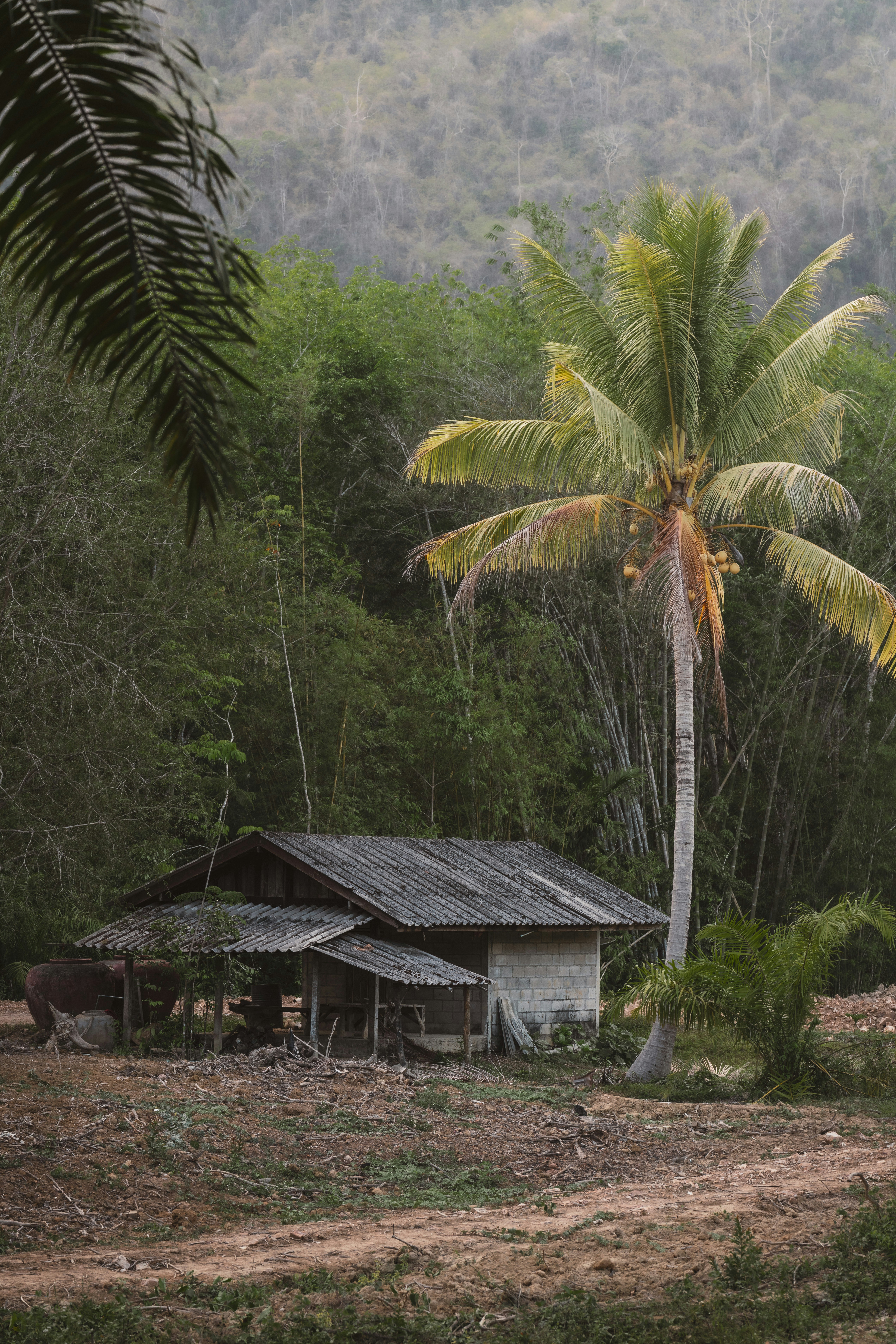 Thatched Shelter by the Palms: A Quiet Rural Scene