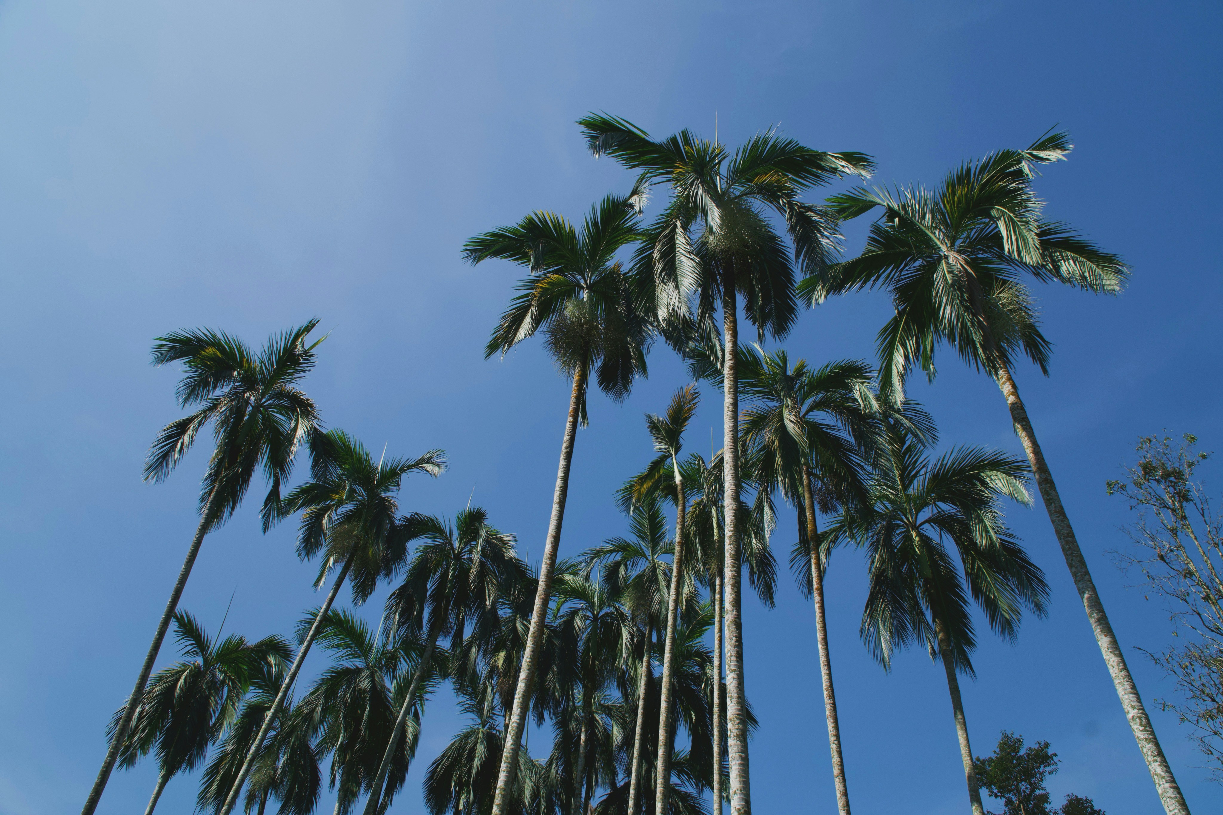 Palm Canopy Crescendo Under Bright Sky