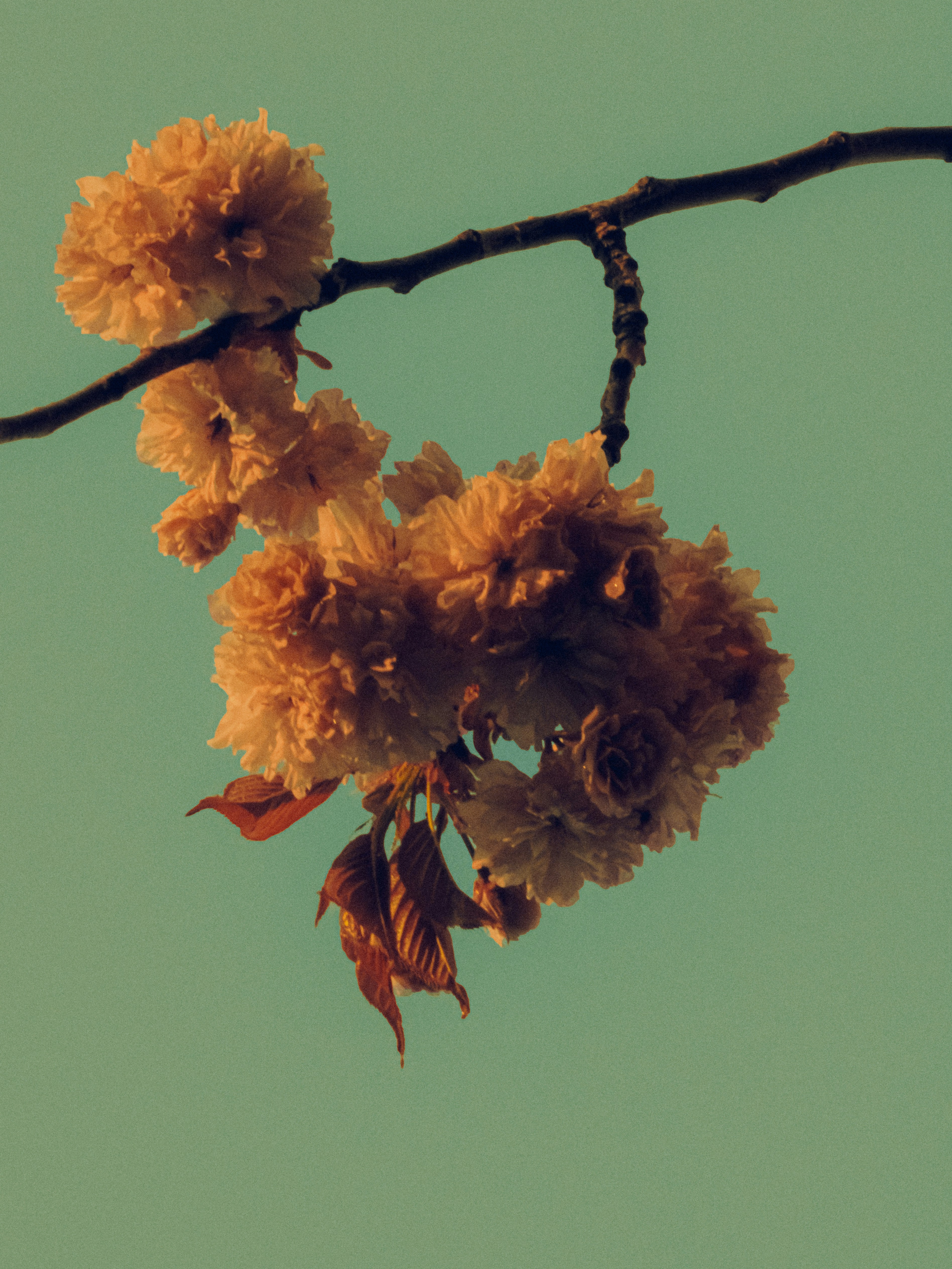 Golden Blooms hang from a slender branch against a teal sky