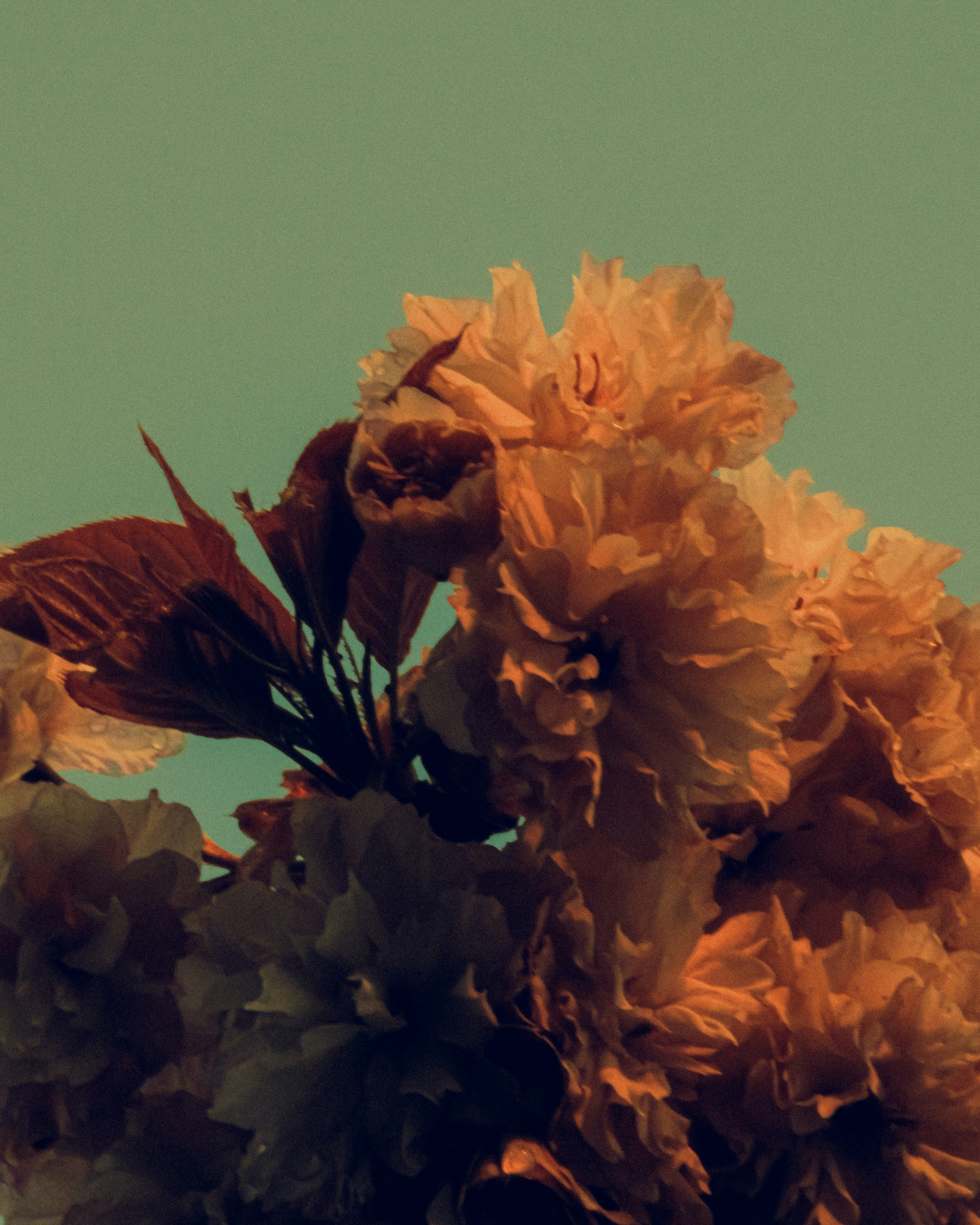 Petals in Evening Glow over Turquoise Sky