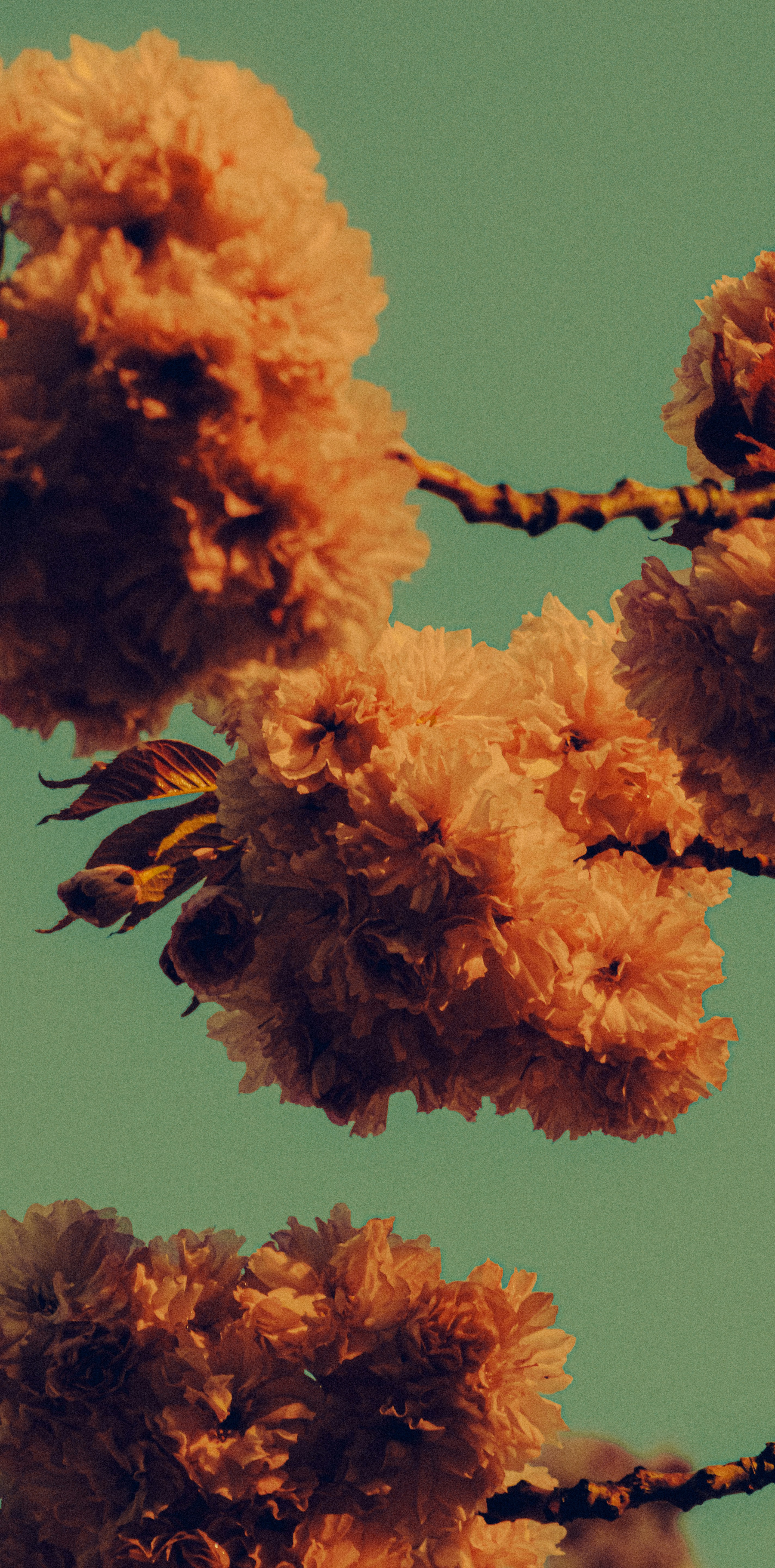 Orange blossoms in a teal sky: a vertical bloom drift