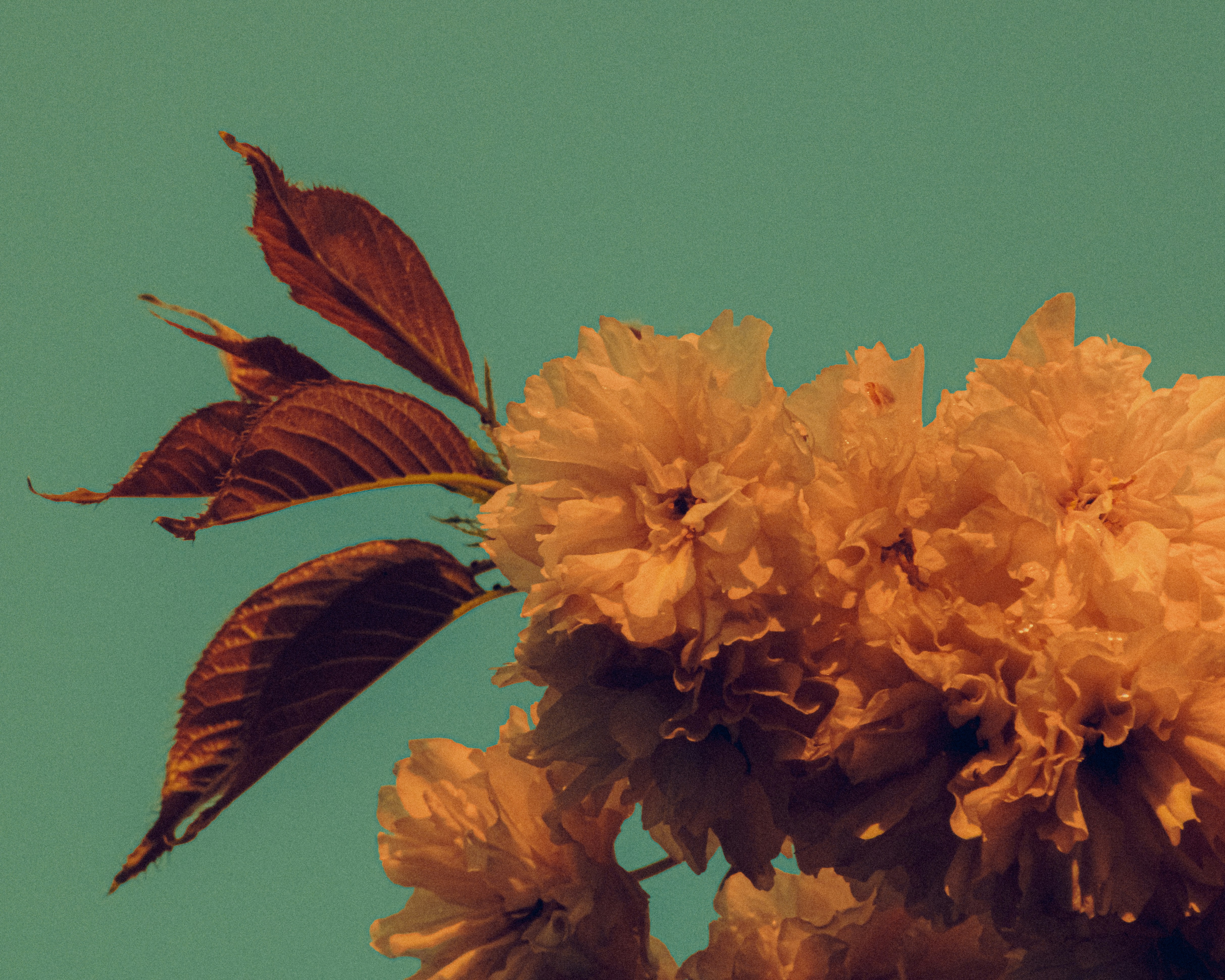 Sunlit Amber Bloom Against a Teal Sky