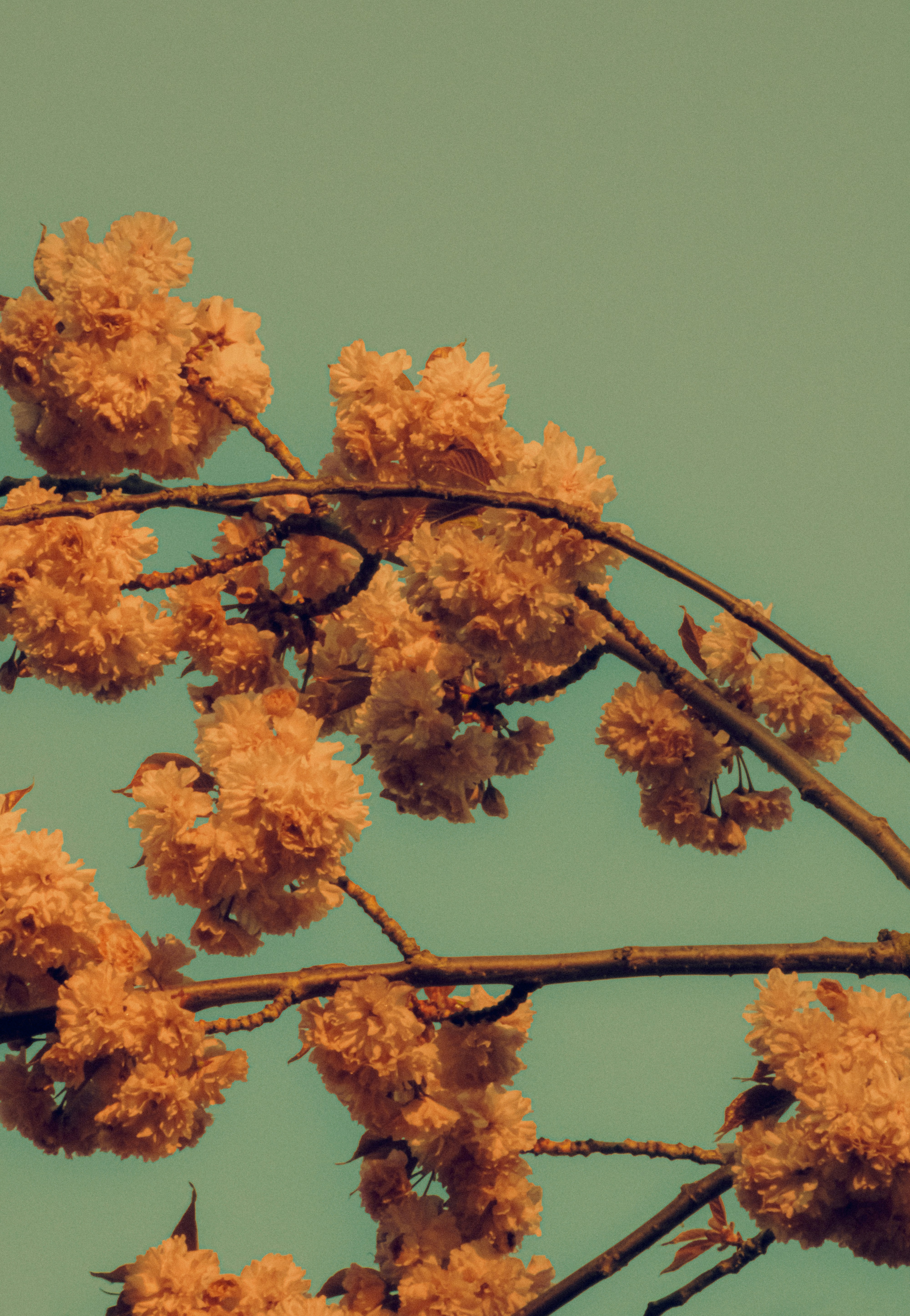 Blossoms on a Sunlit Branch Against a Velvet Sky