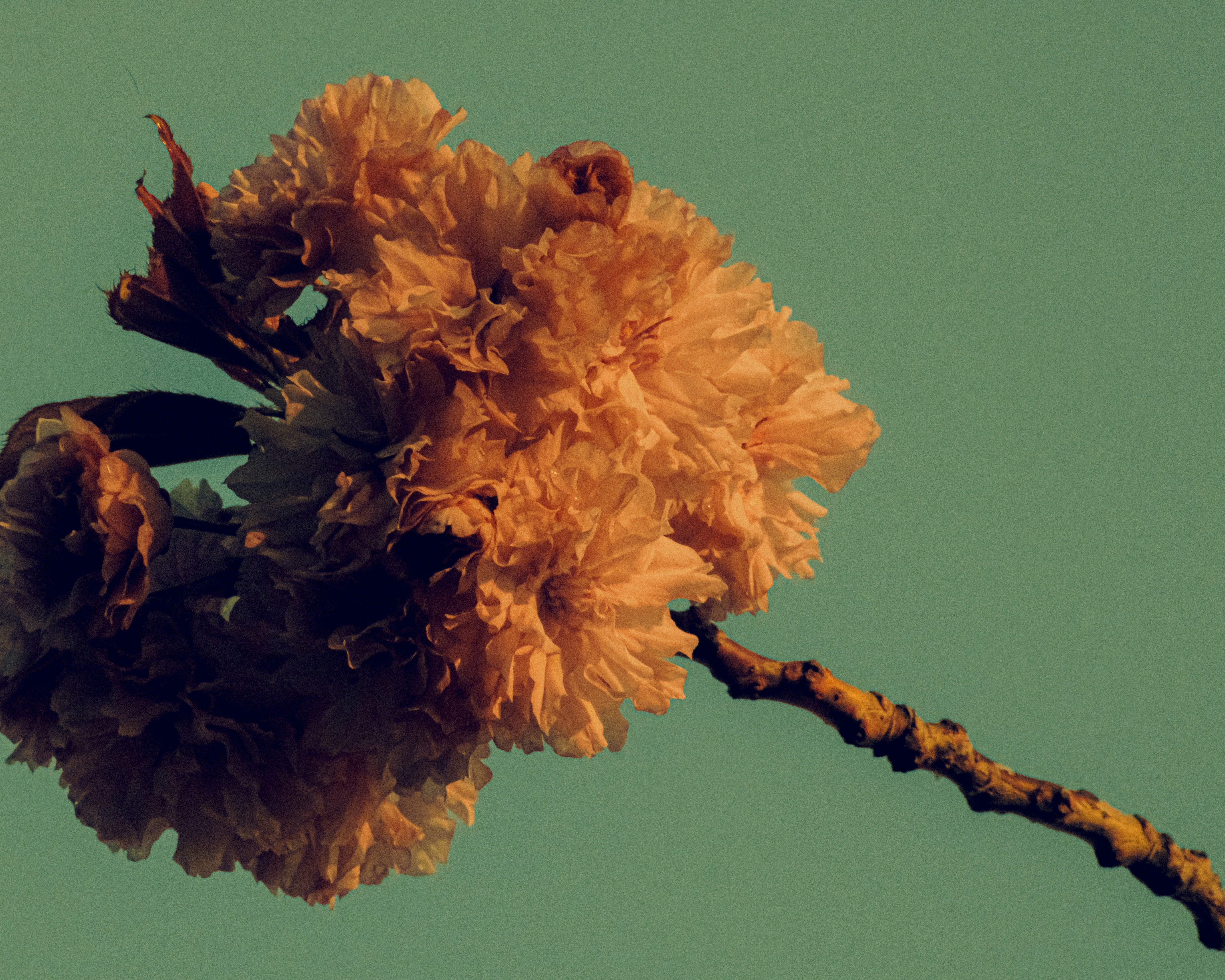 Blossom on a Branch: A Single Orange Cloud Against Sky