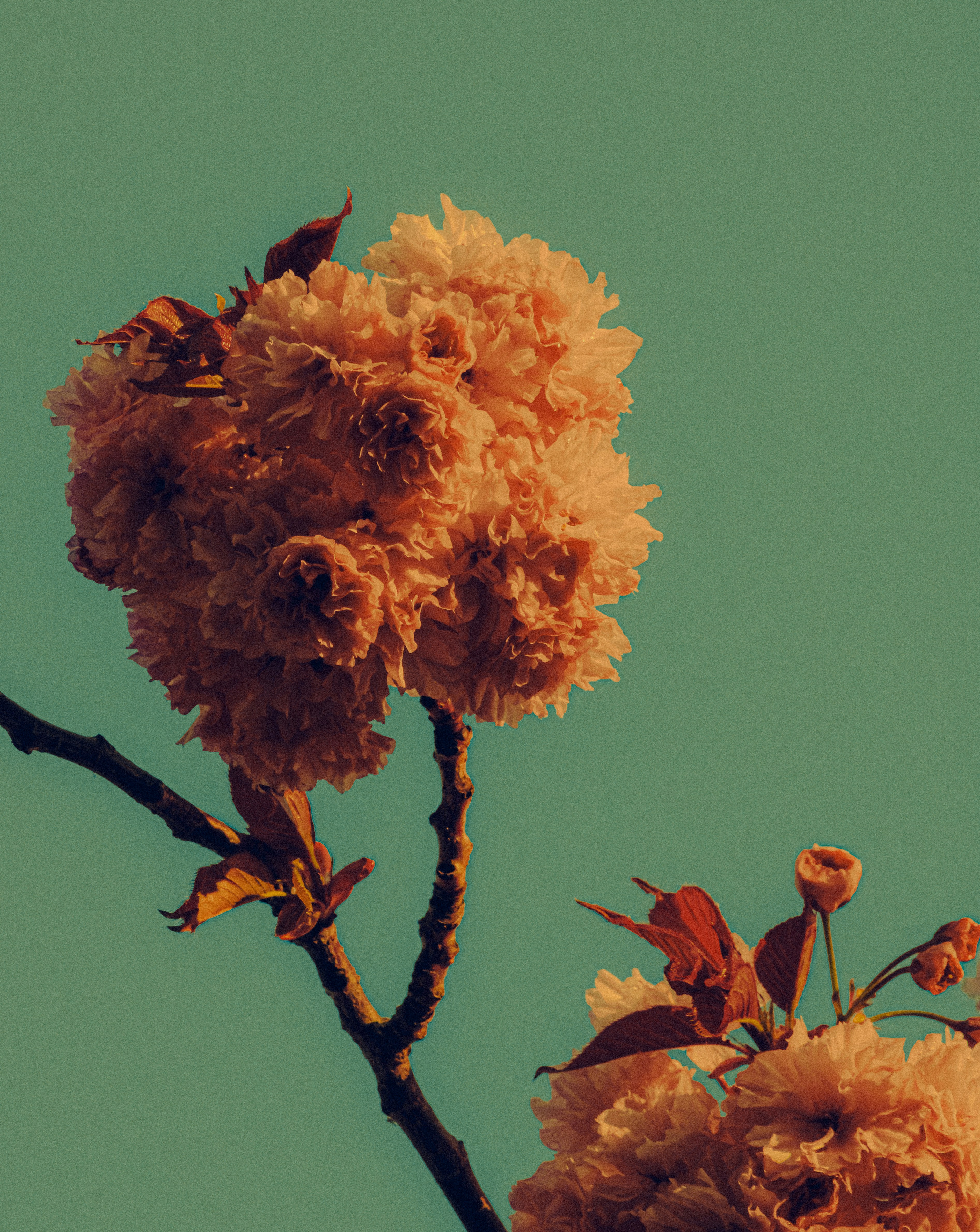 Sunlit Marigold Cluster Against Aegean Sky