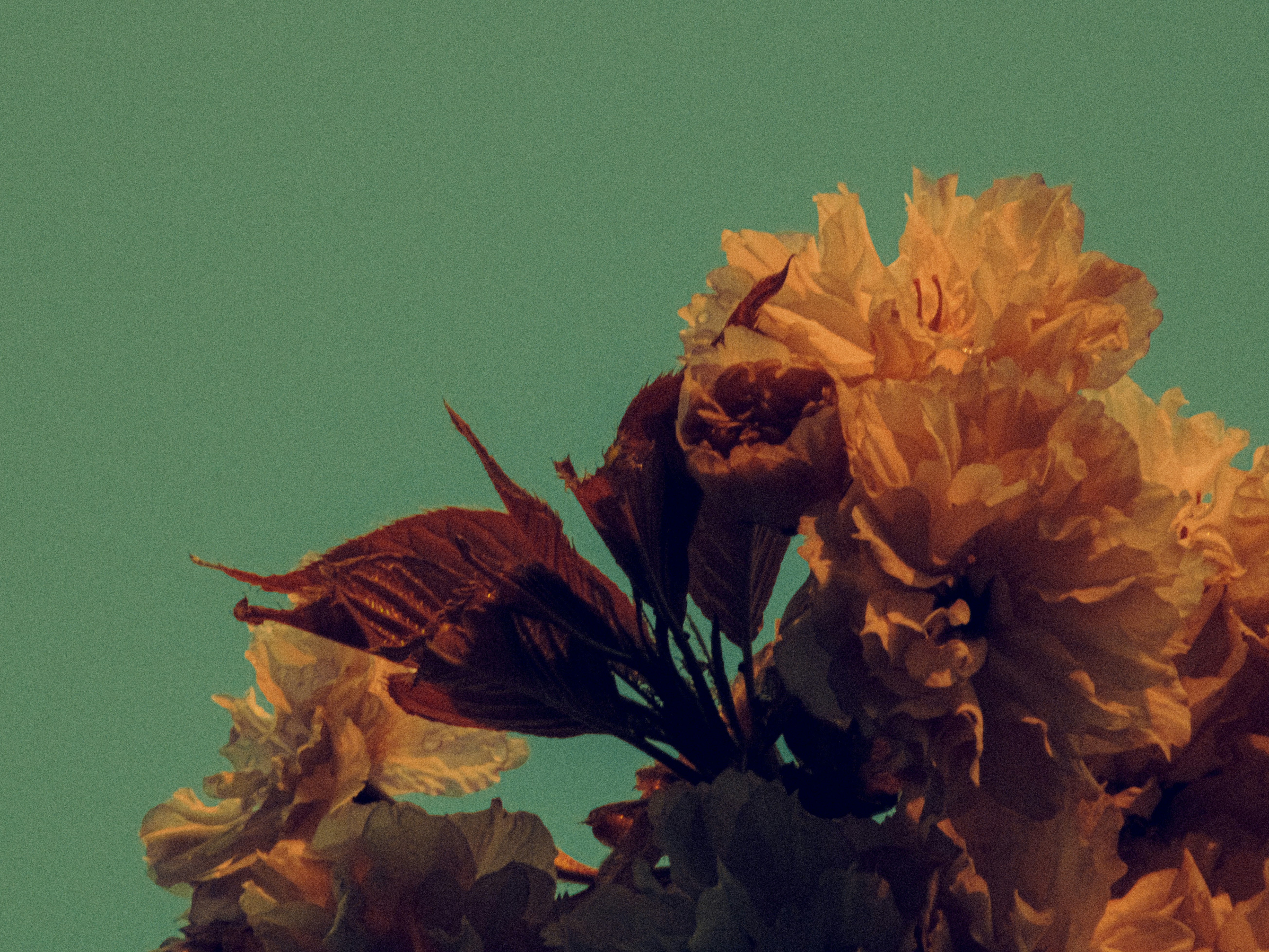 Petals in Warm Light: A Capsule Moment of Bloom