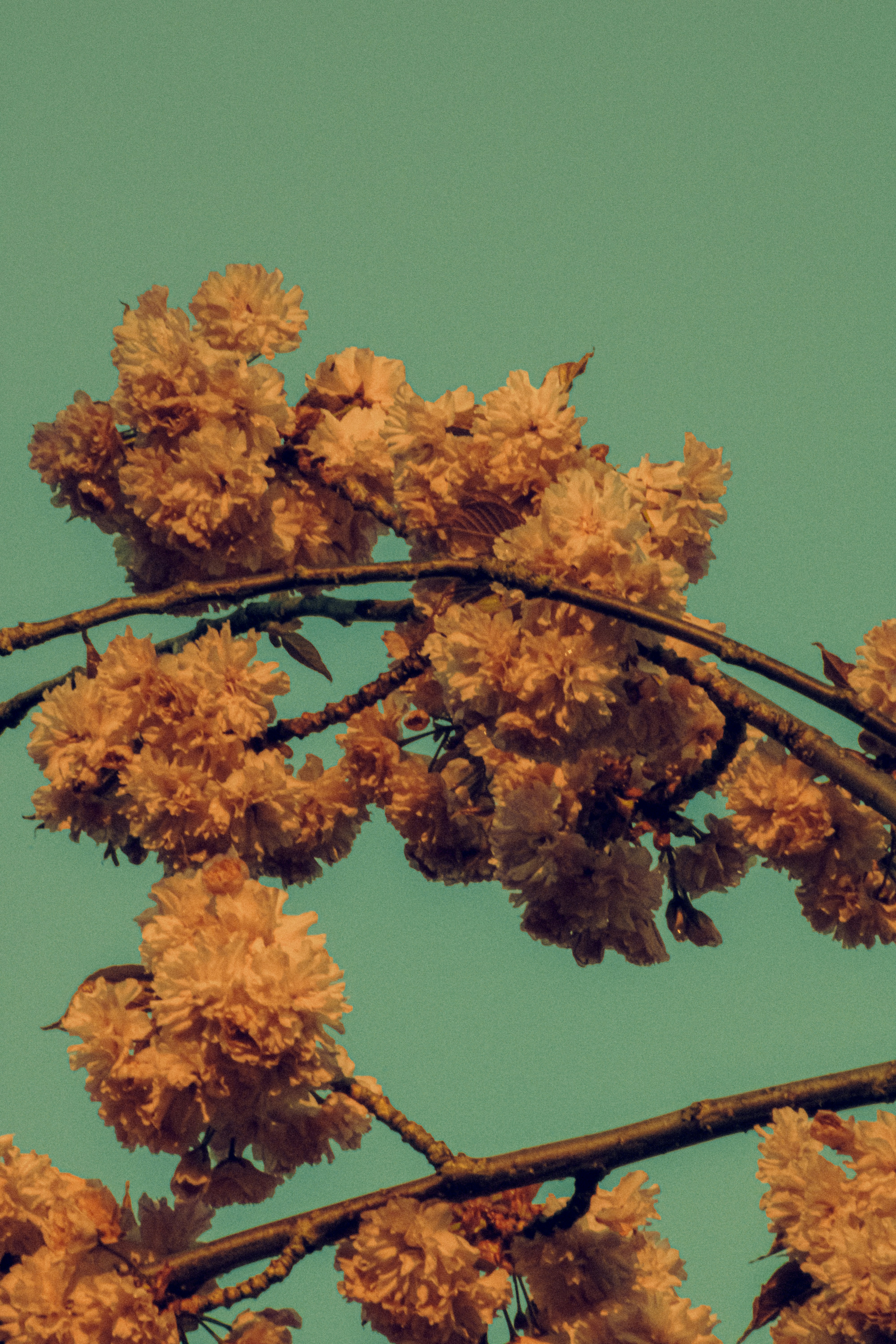 Sunlit Amber Blossoms on a Turquoise Sky