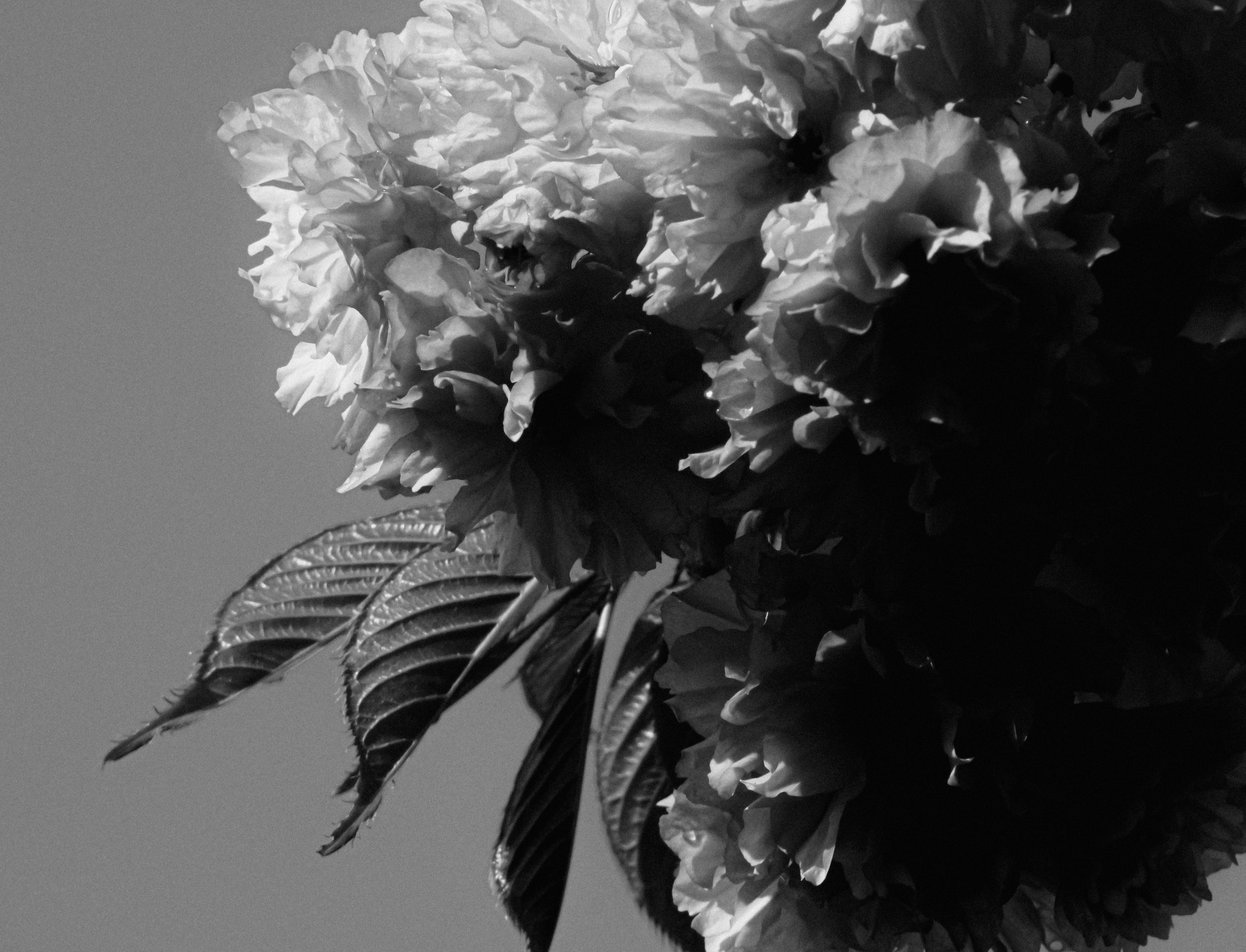 Monochrome Hydrangea Highlight: Petal Texture in Soft Light