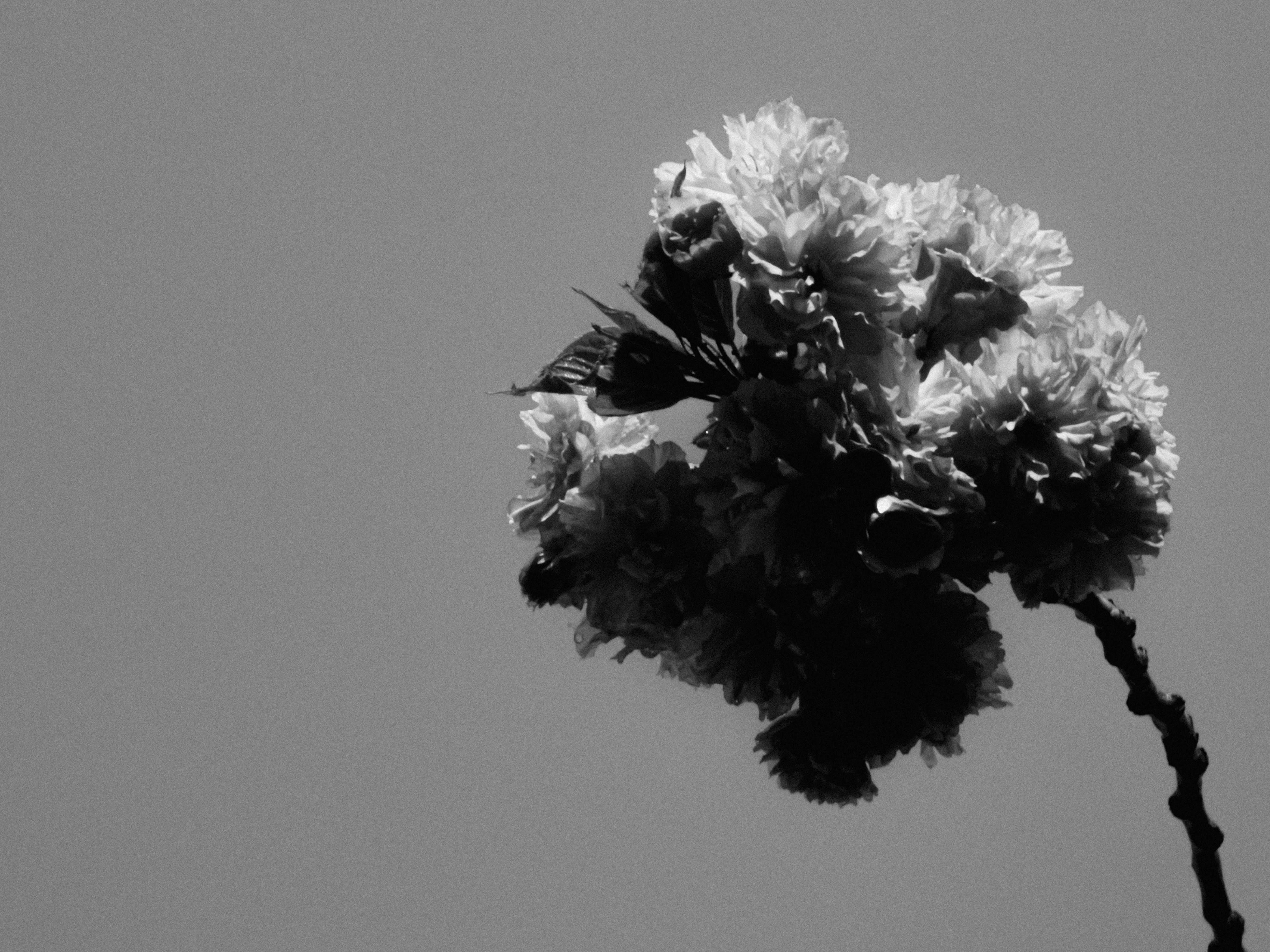 Desaturated Blossom Against a Vast Sky