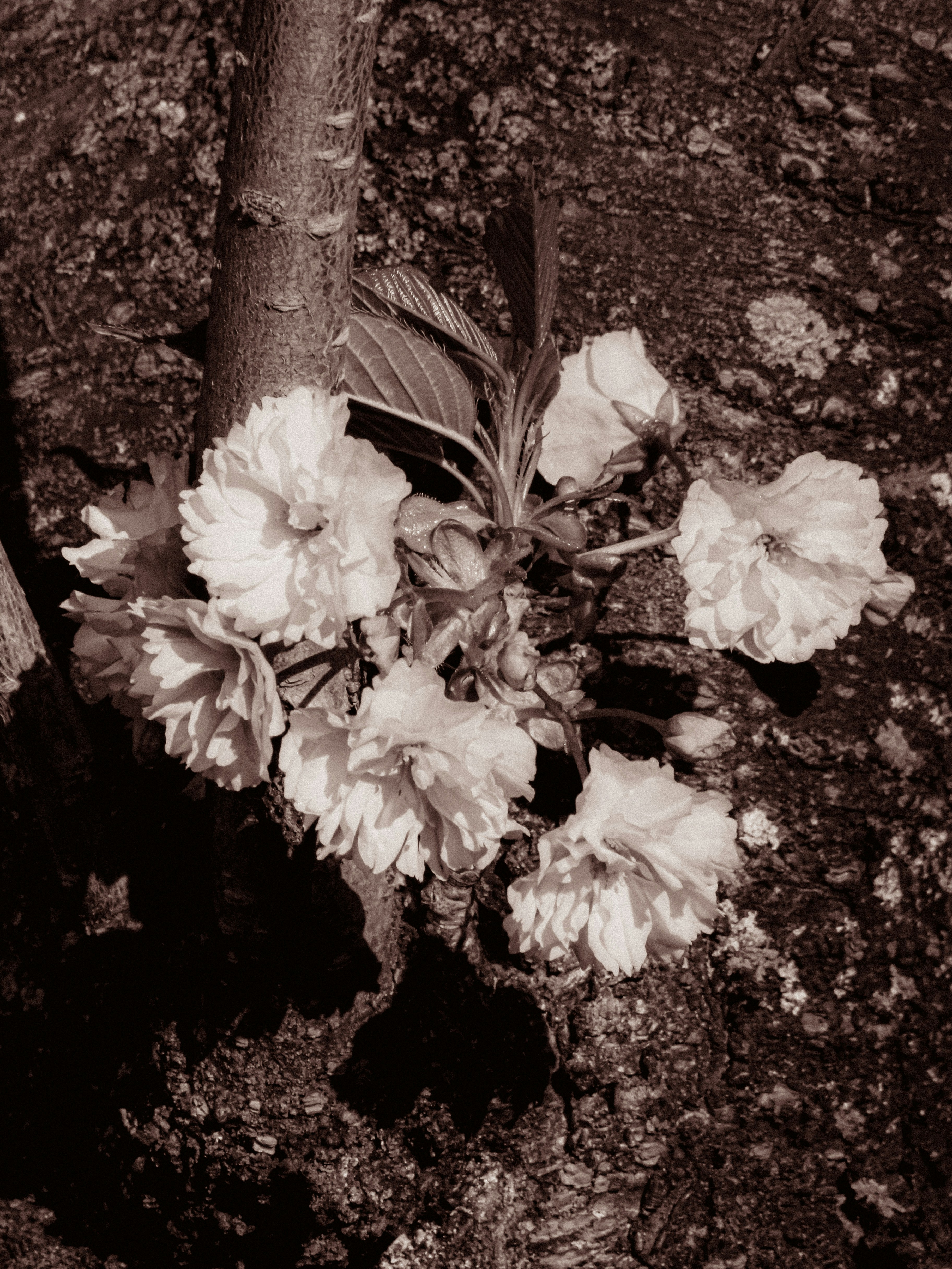 Bloomed on Bark: A Cluster of Peonies Against Weathered Wood