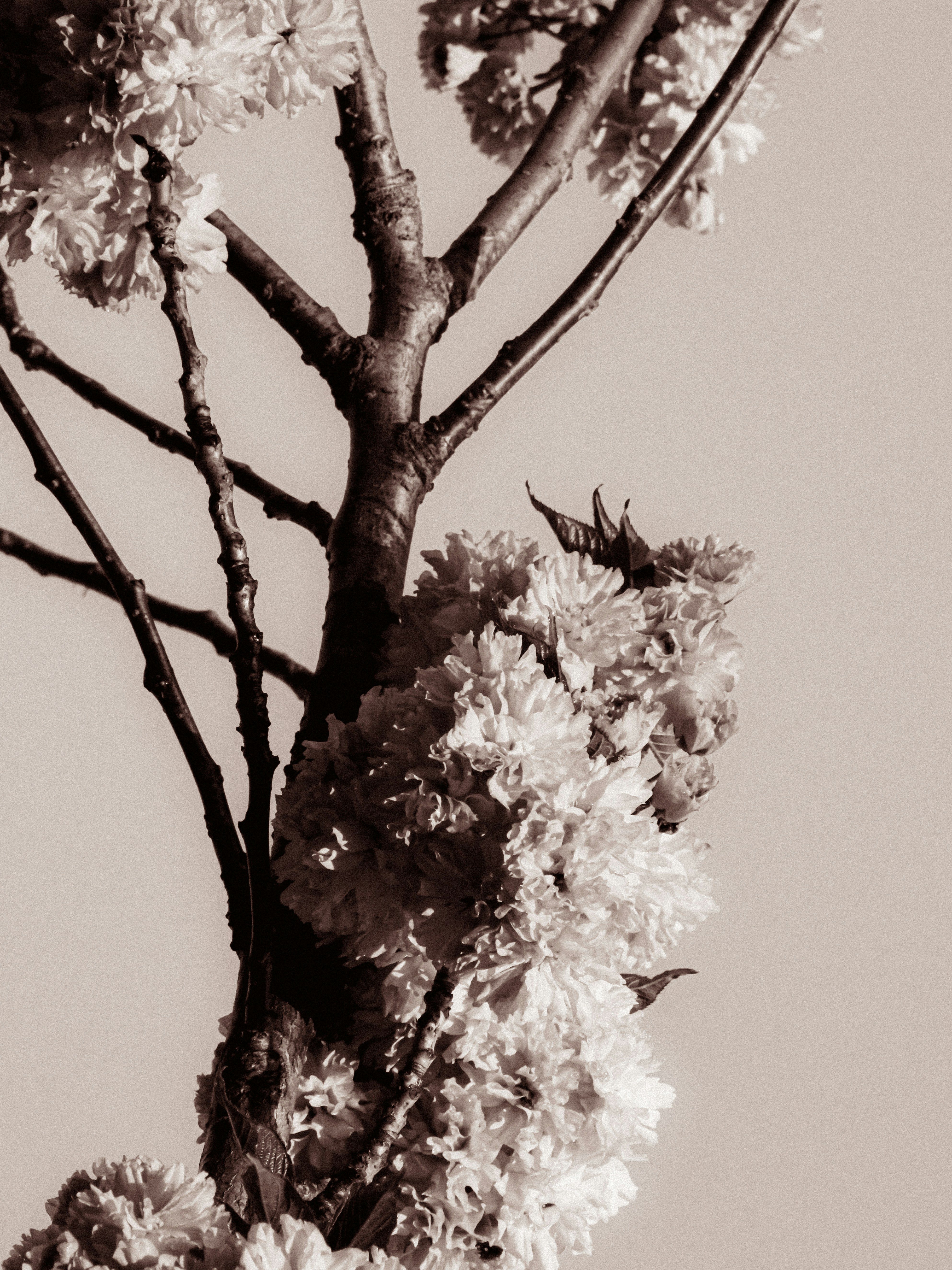 Blossoms and Branches: Sepia Study of a Spring Tree