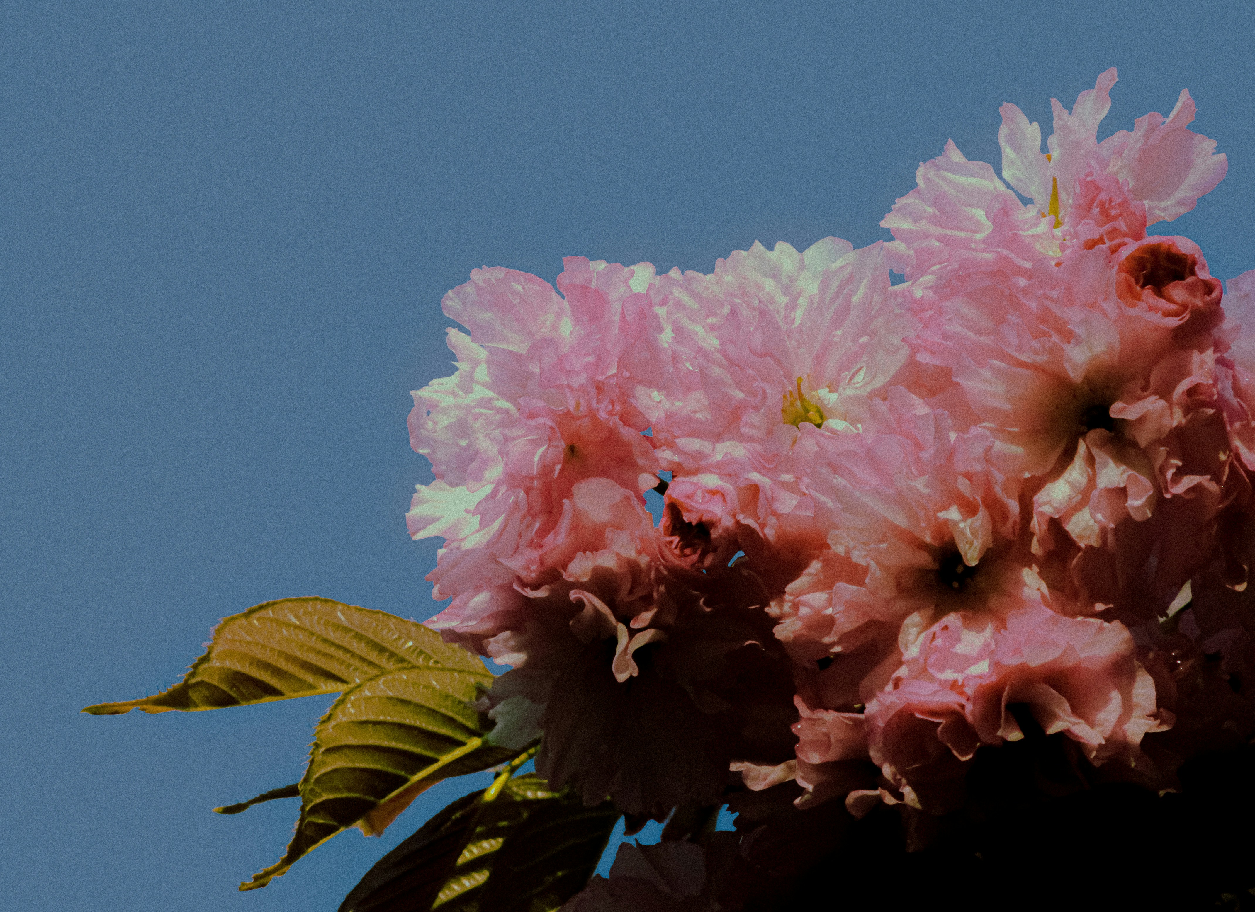 Pink Rhododendron Bloom Against Clear Sky