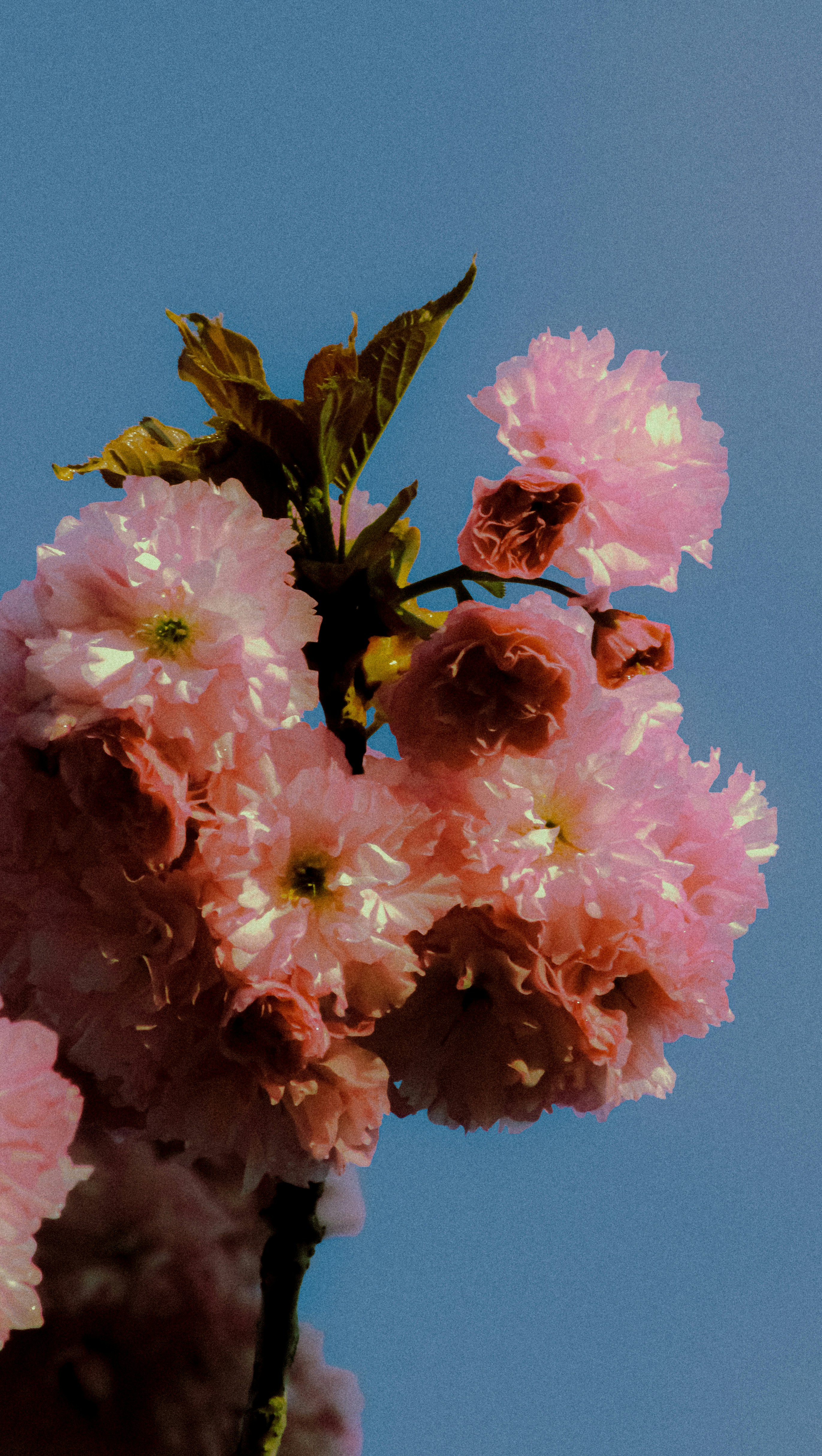 Pink Blossom Cluster Reaching Toward a Clear Sky