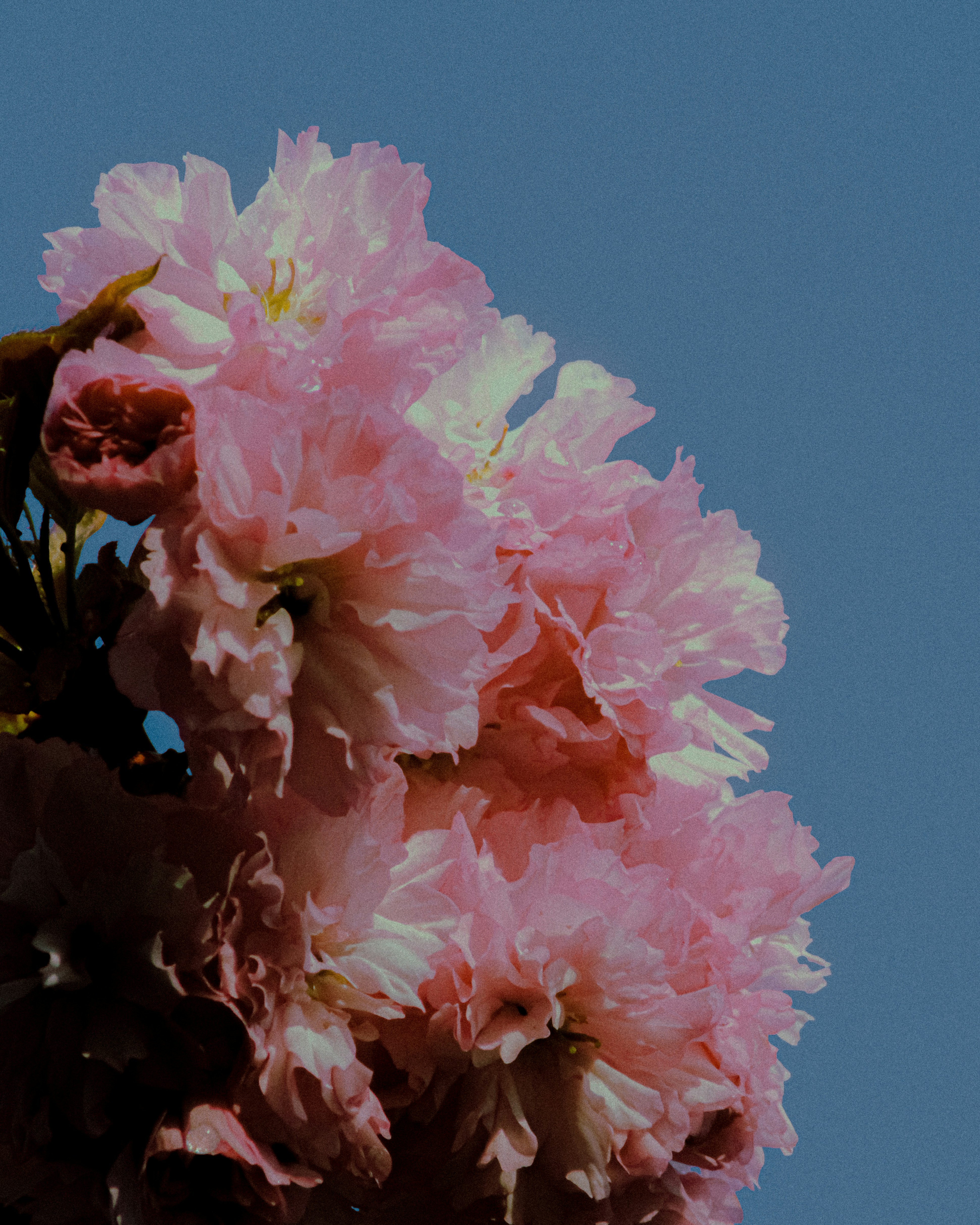 Petaled Crown under a Clear Sky