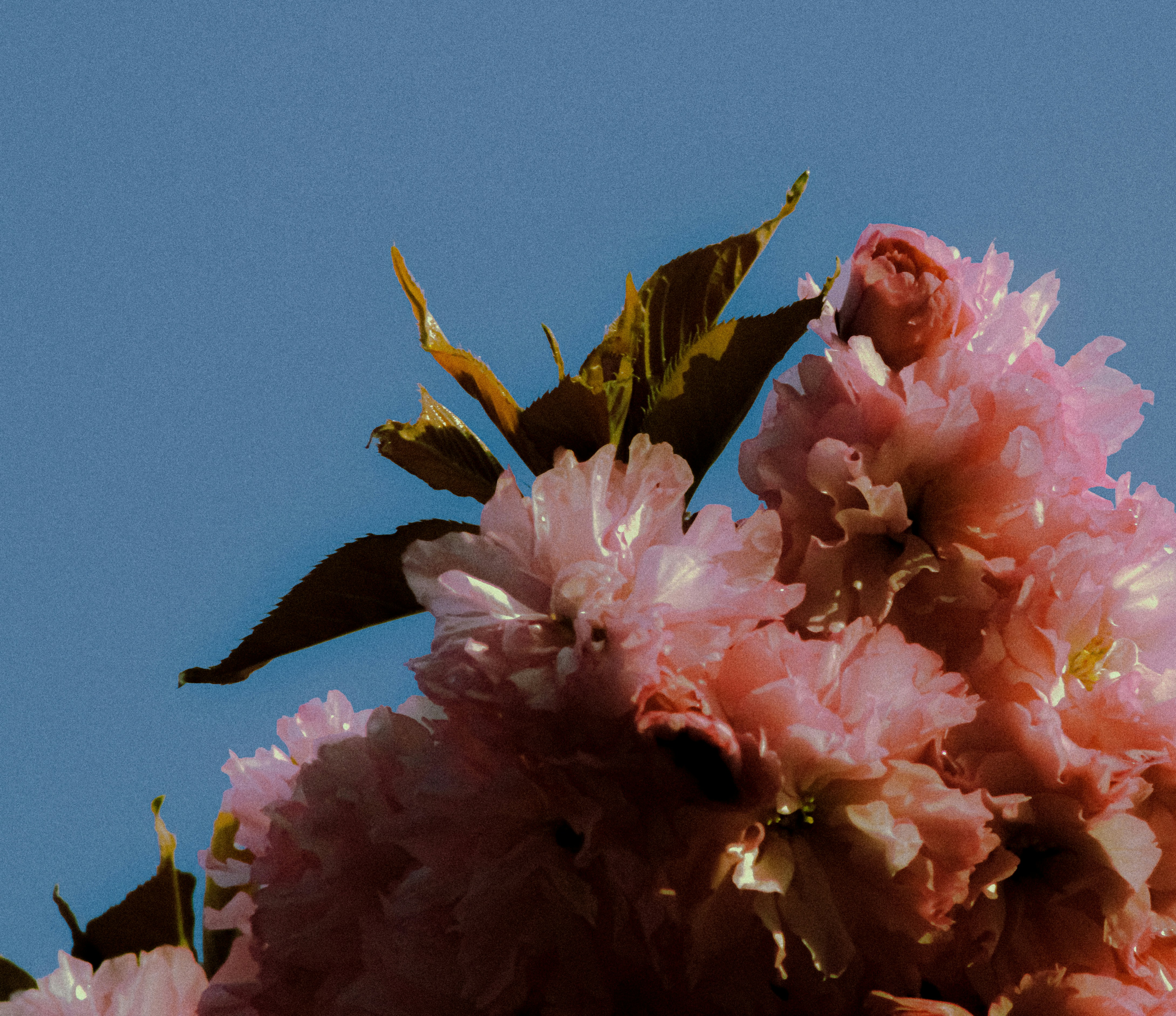 Pink Blossom Against a Clear Sky: The Fragrant Peak of Spring
