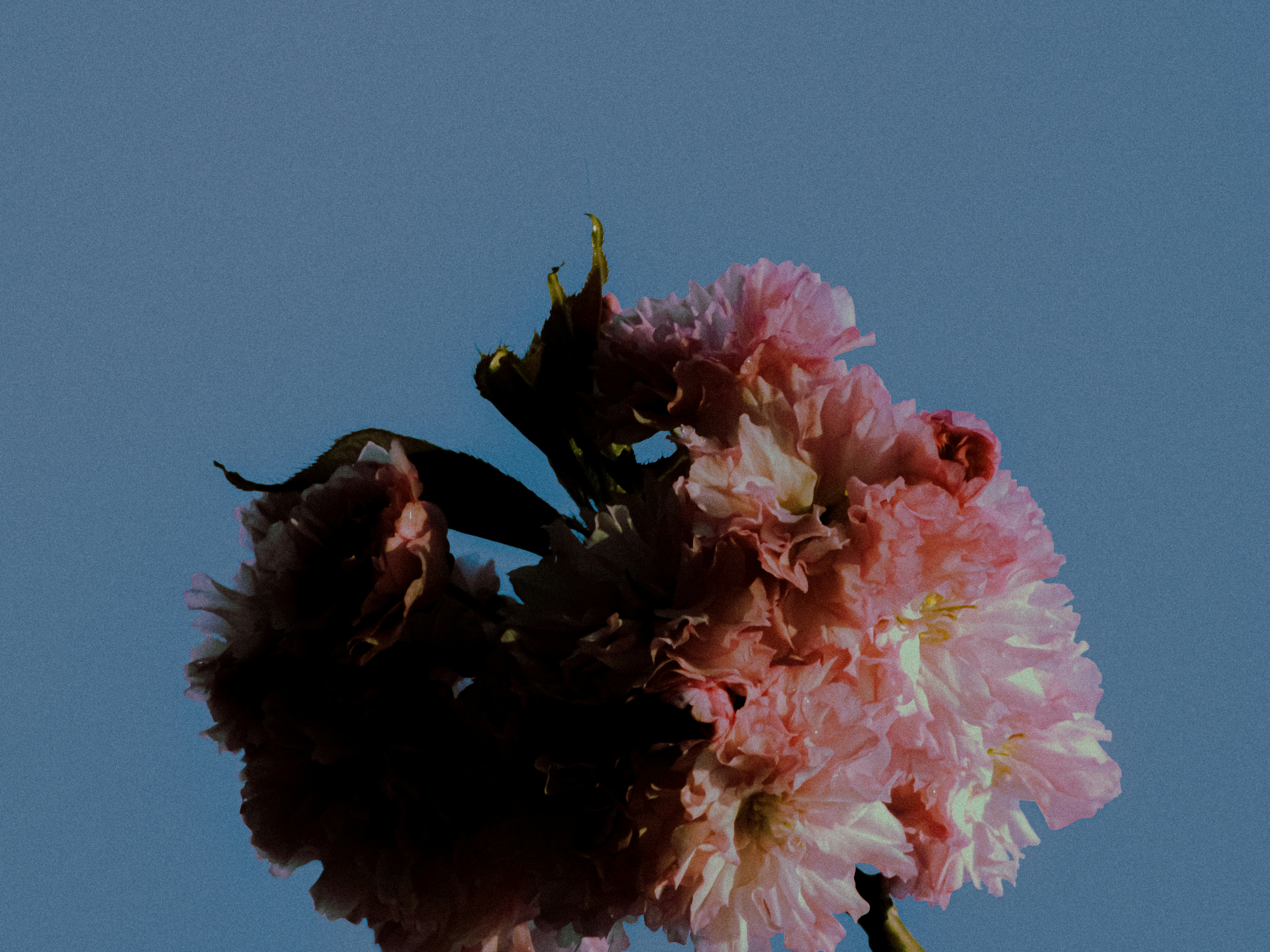 Petals Against the Sky: A Pink Blossom Quietly Reaches for Daylight
