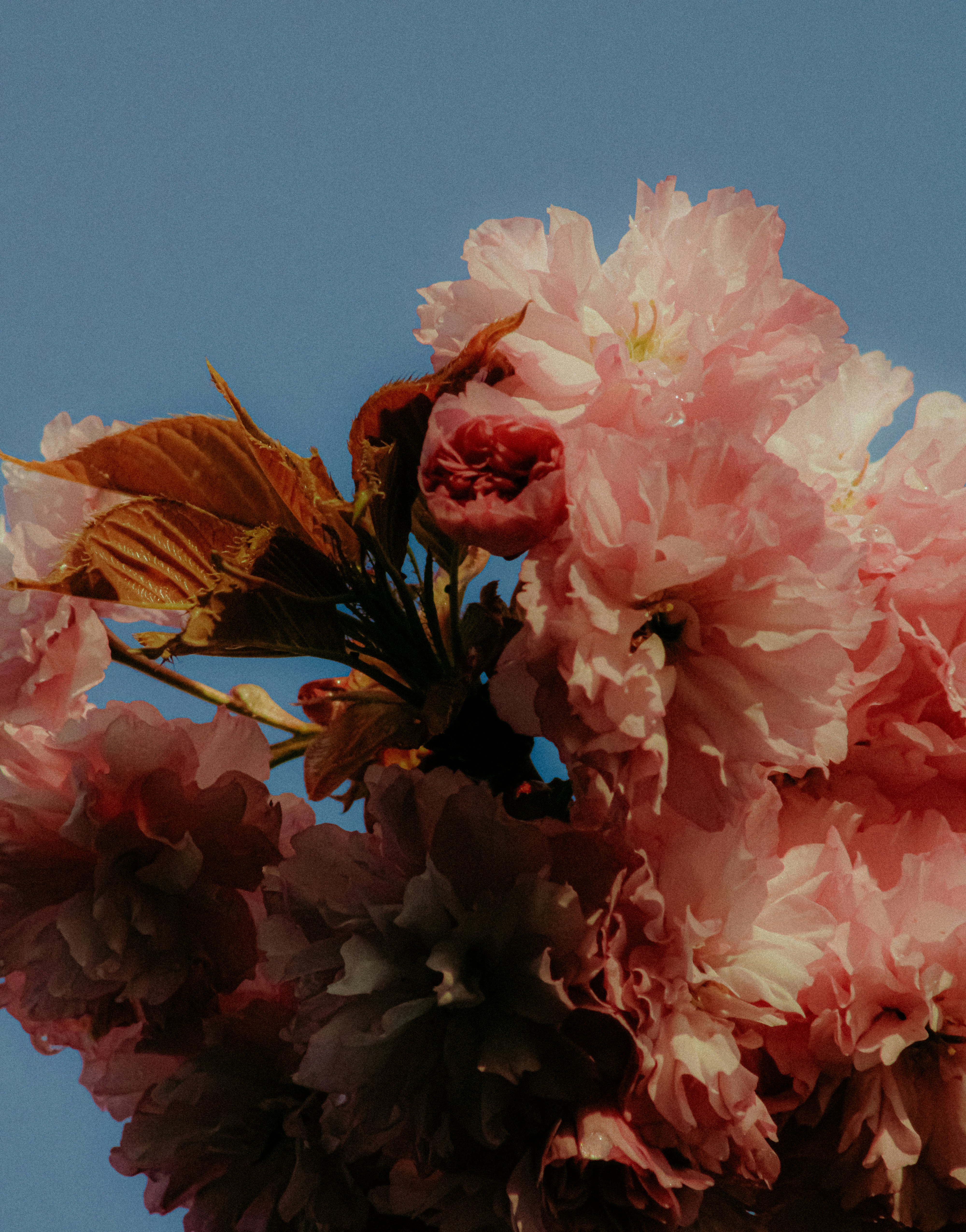 Pink blossoms Against a Clear Sky: Spring Moment at Dusk