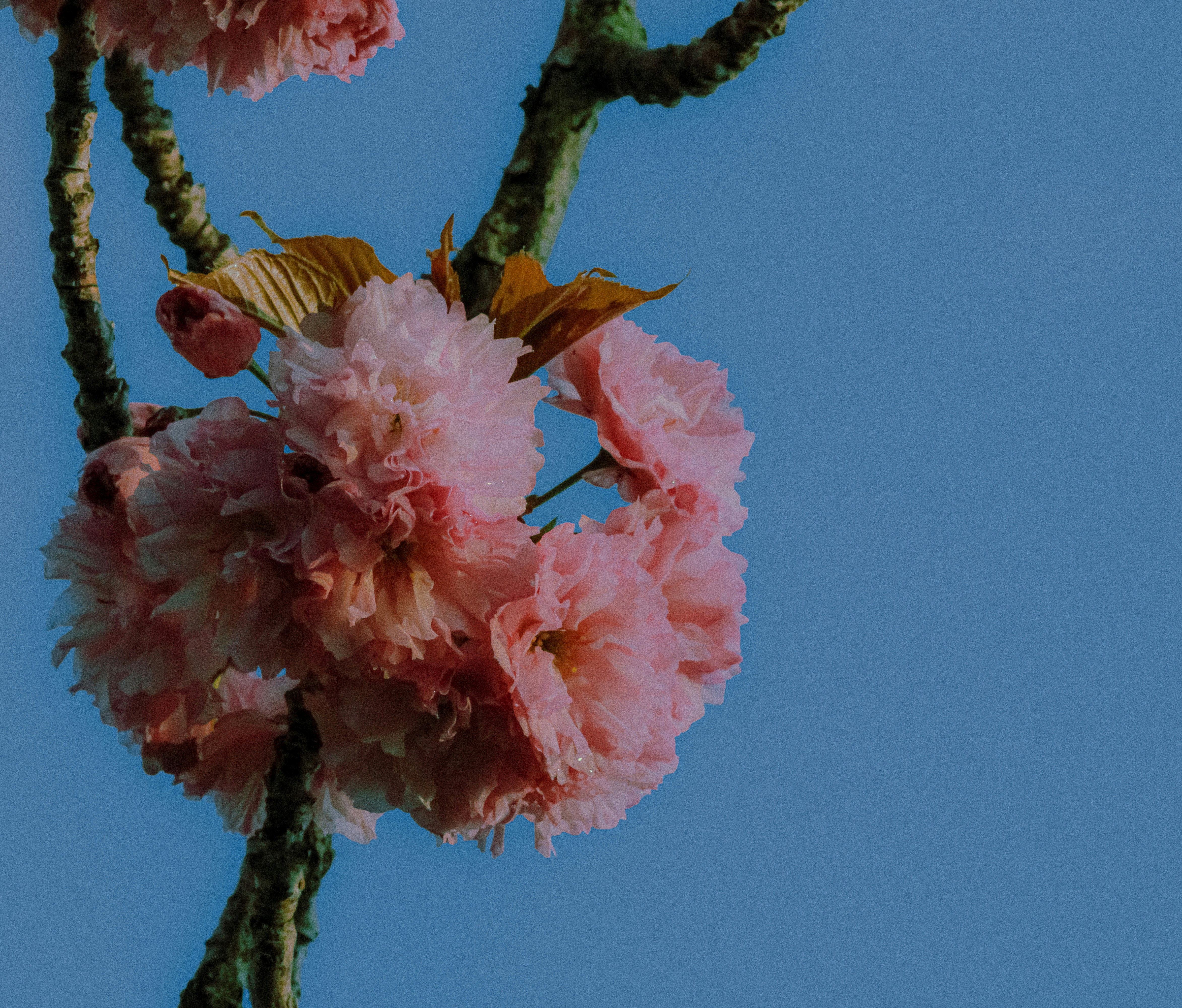 Blossom Crown Against a Clear Blue Sky
