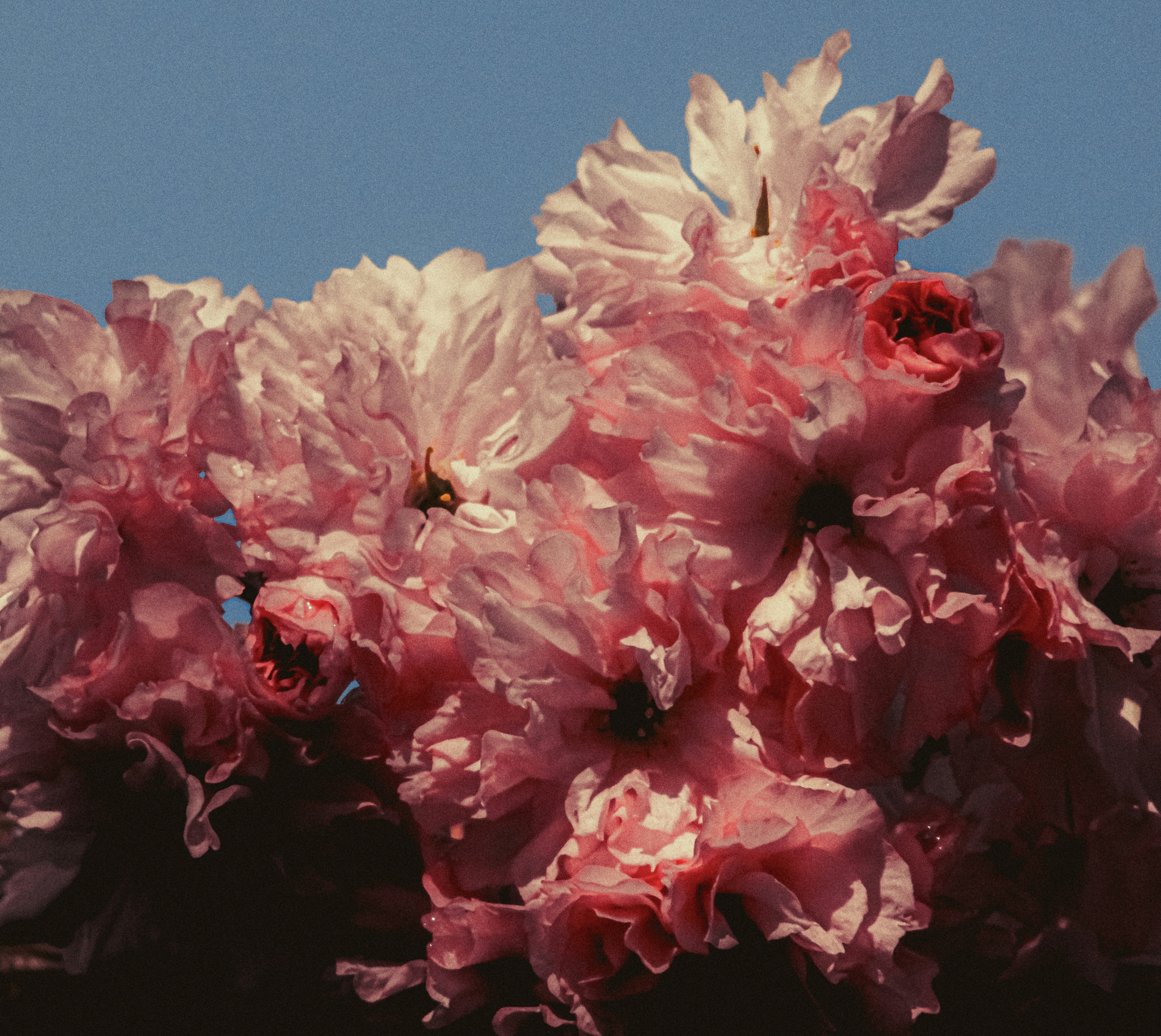 Pink Hydrangea Chorus Against a Clear Blue Sky