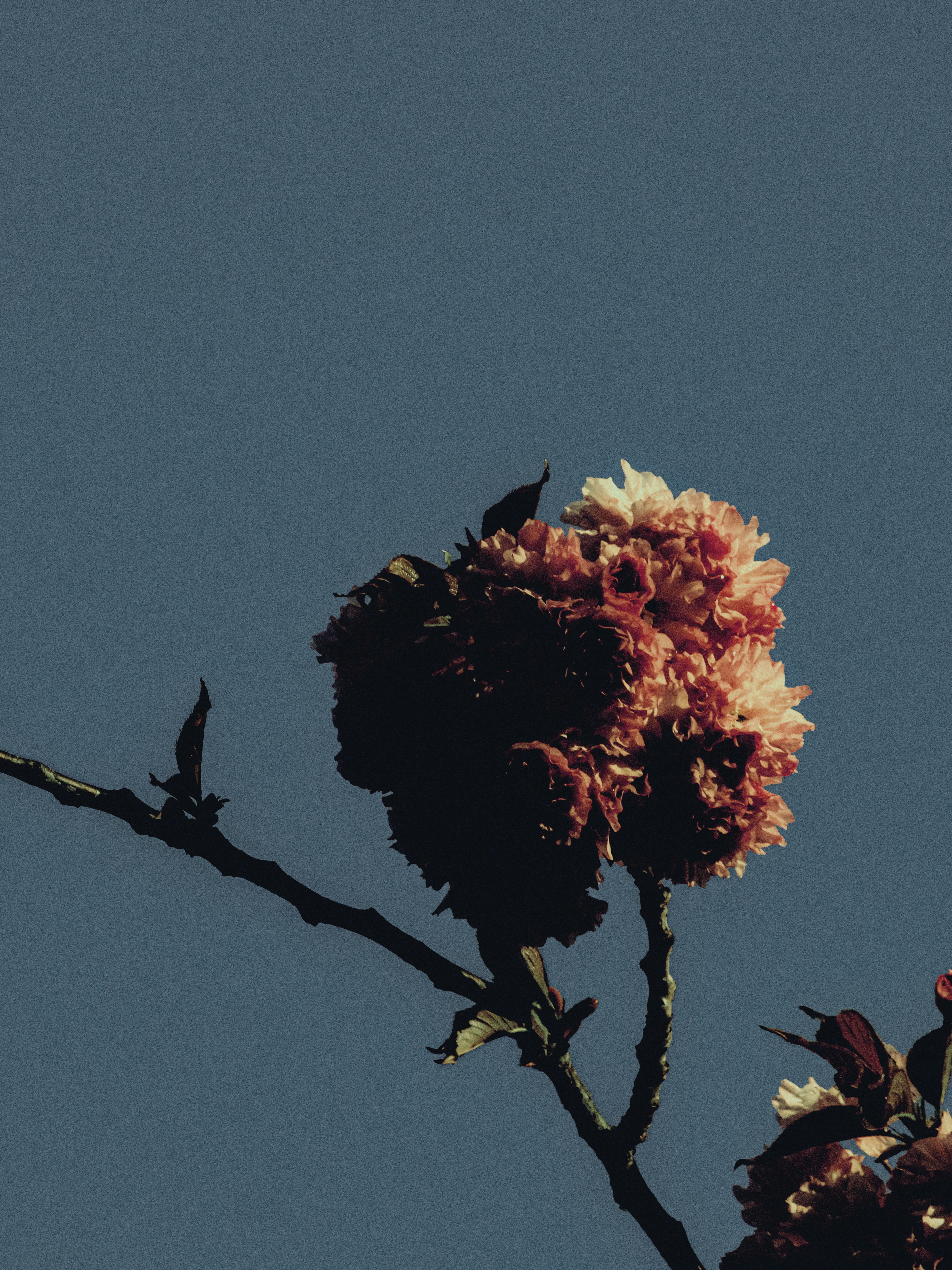 Bloom on a Calm Horizon