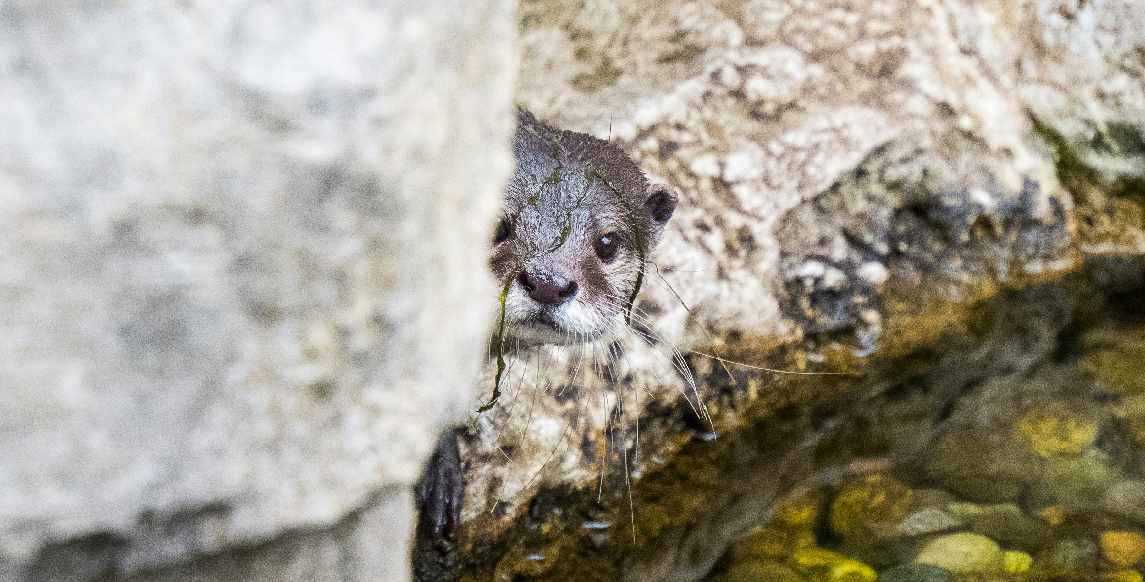 Curious Otter Cub Peeking from a Rocky Crevice