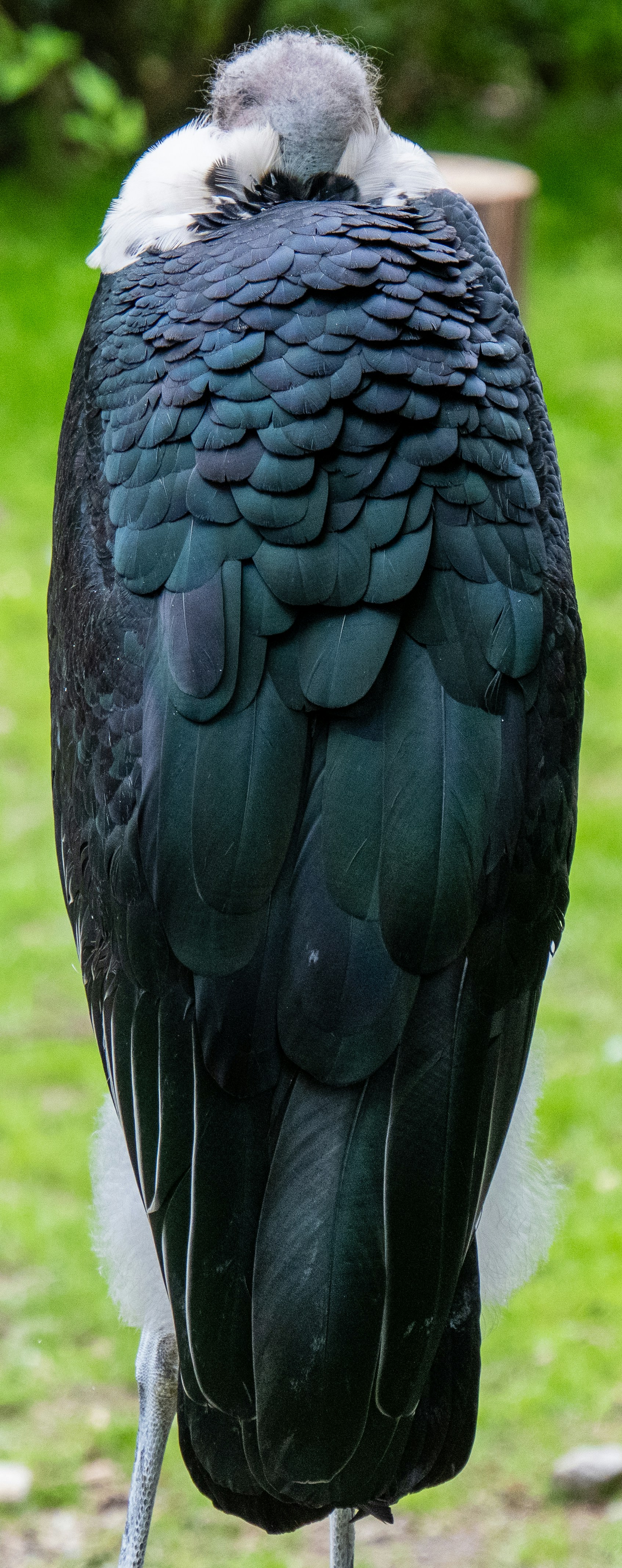 A marabou stork with dark iridescent feathers.