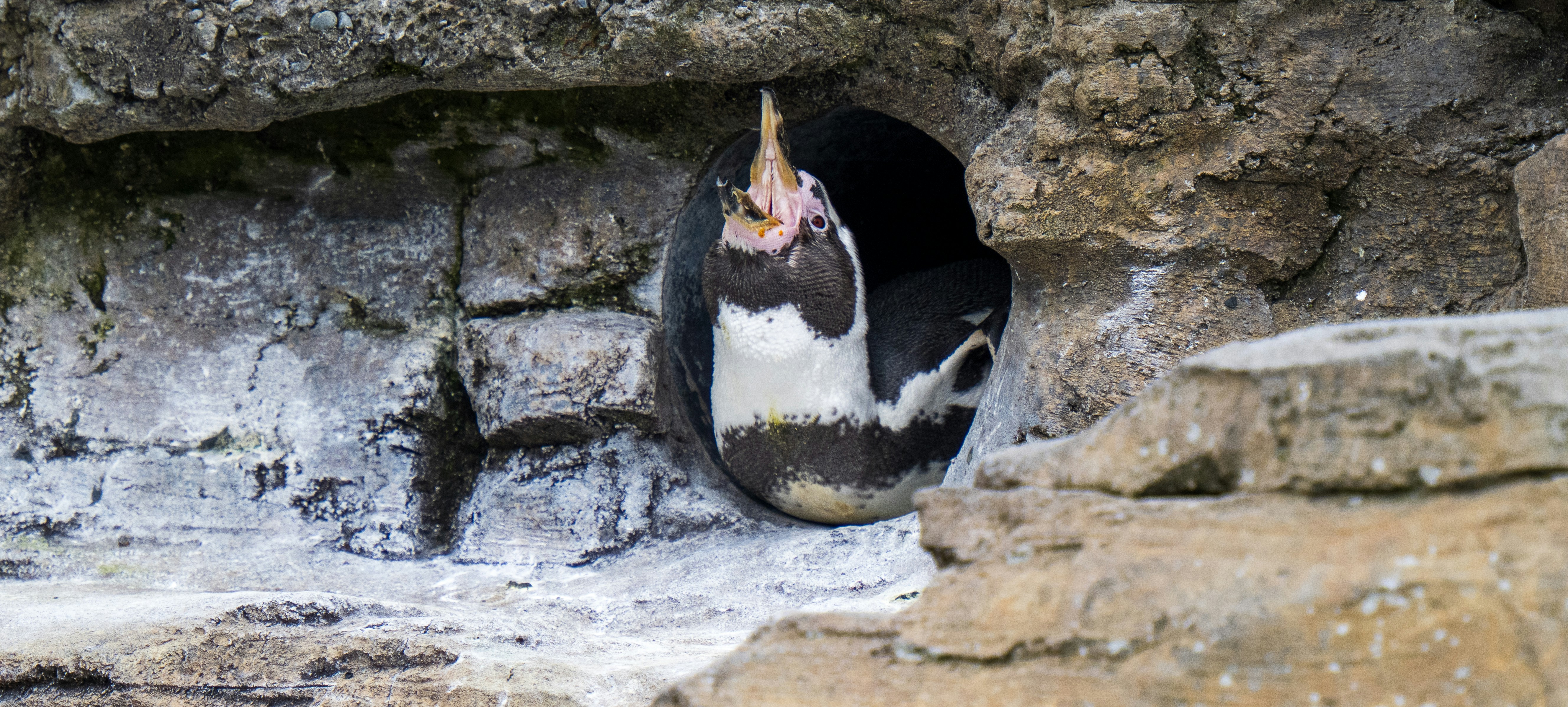 Penguin Emerges from a Rock Shelter as daylight Filters In