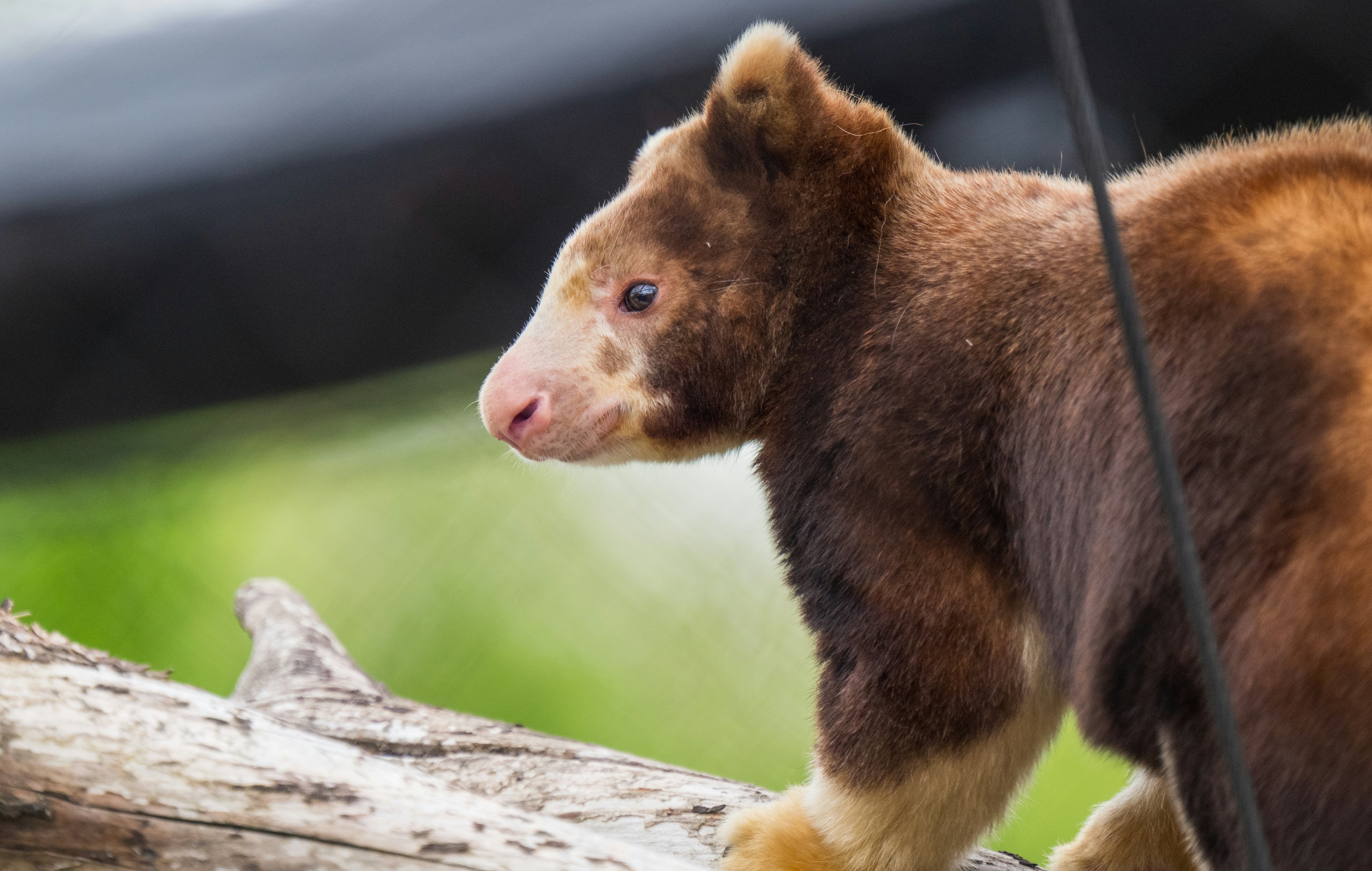 Curious Bear Cub Perched on Weathered Log