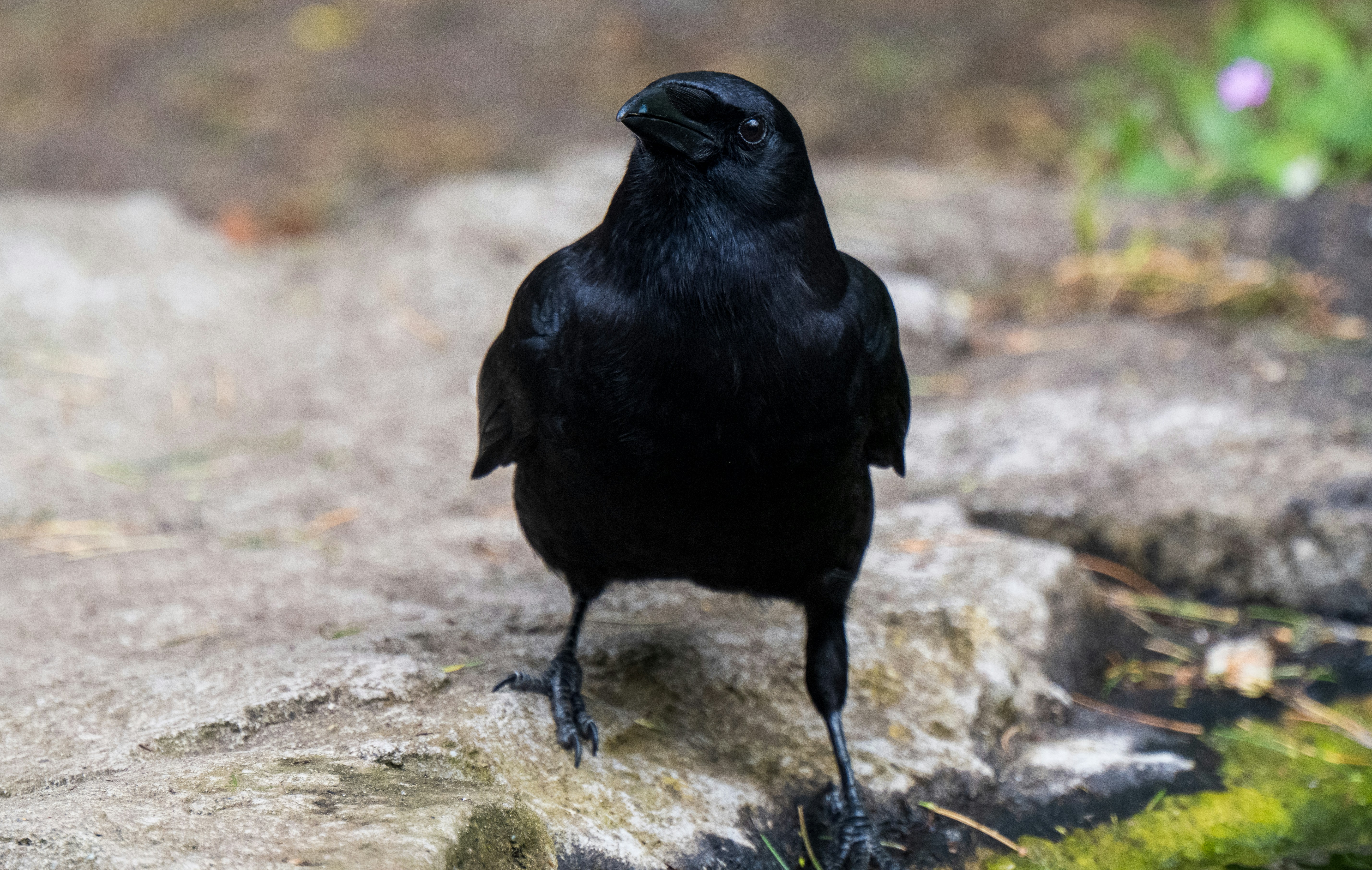 Midstride Sentinel: A Black Crow Reaches for the Edge of the Rock