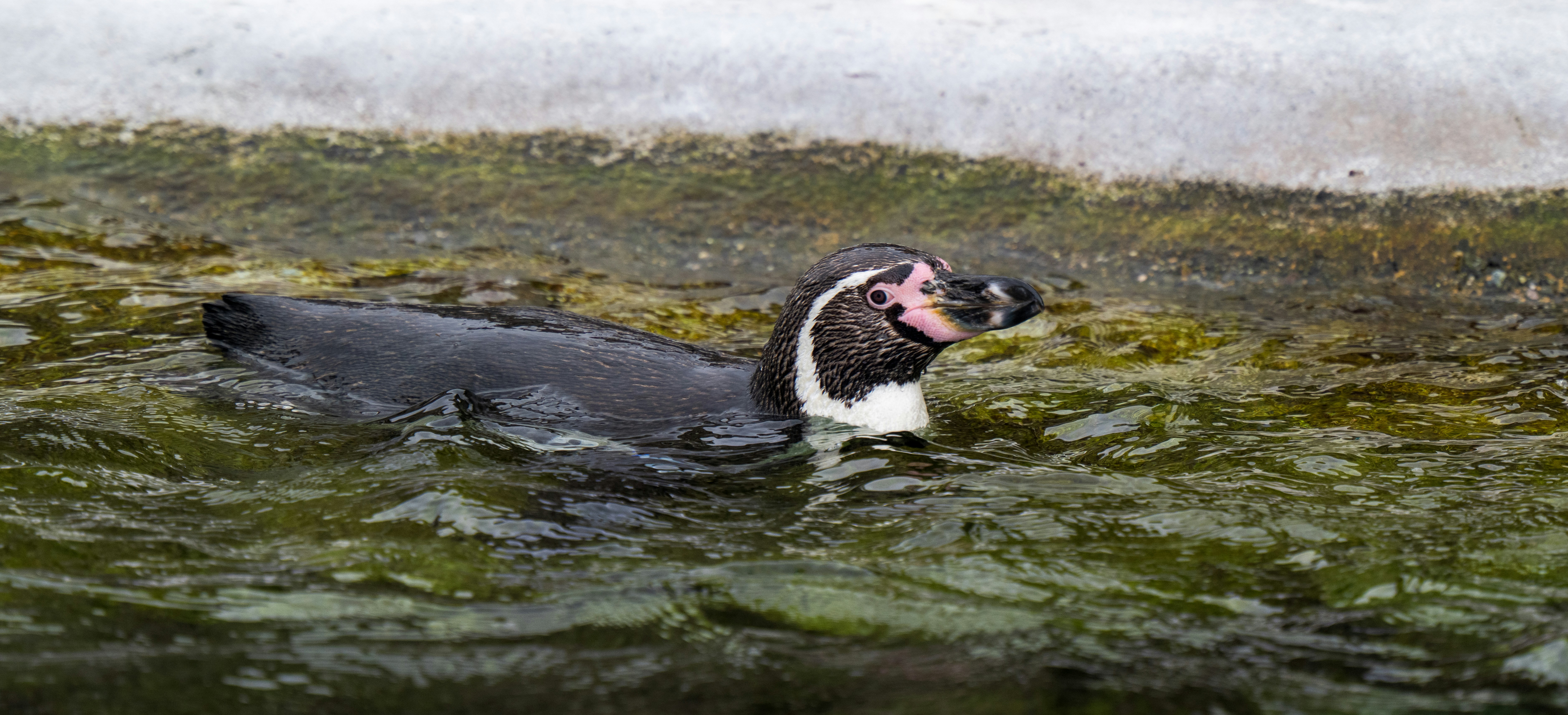 Pink-faced Penguin Surfing the Greenish Tide