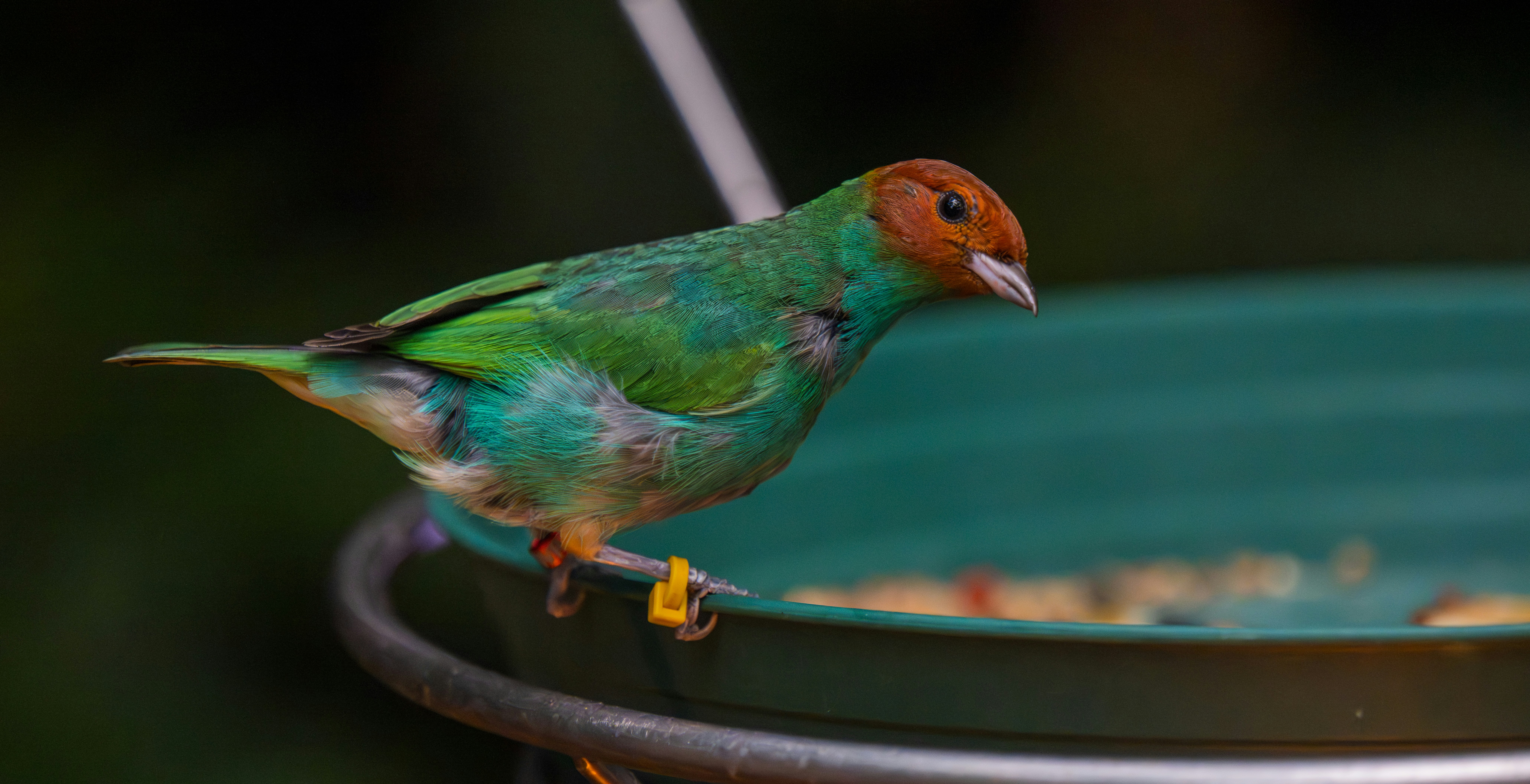Emerald-Red Sunbird Perches at Feeding Tray