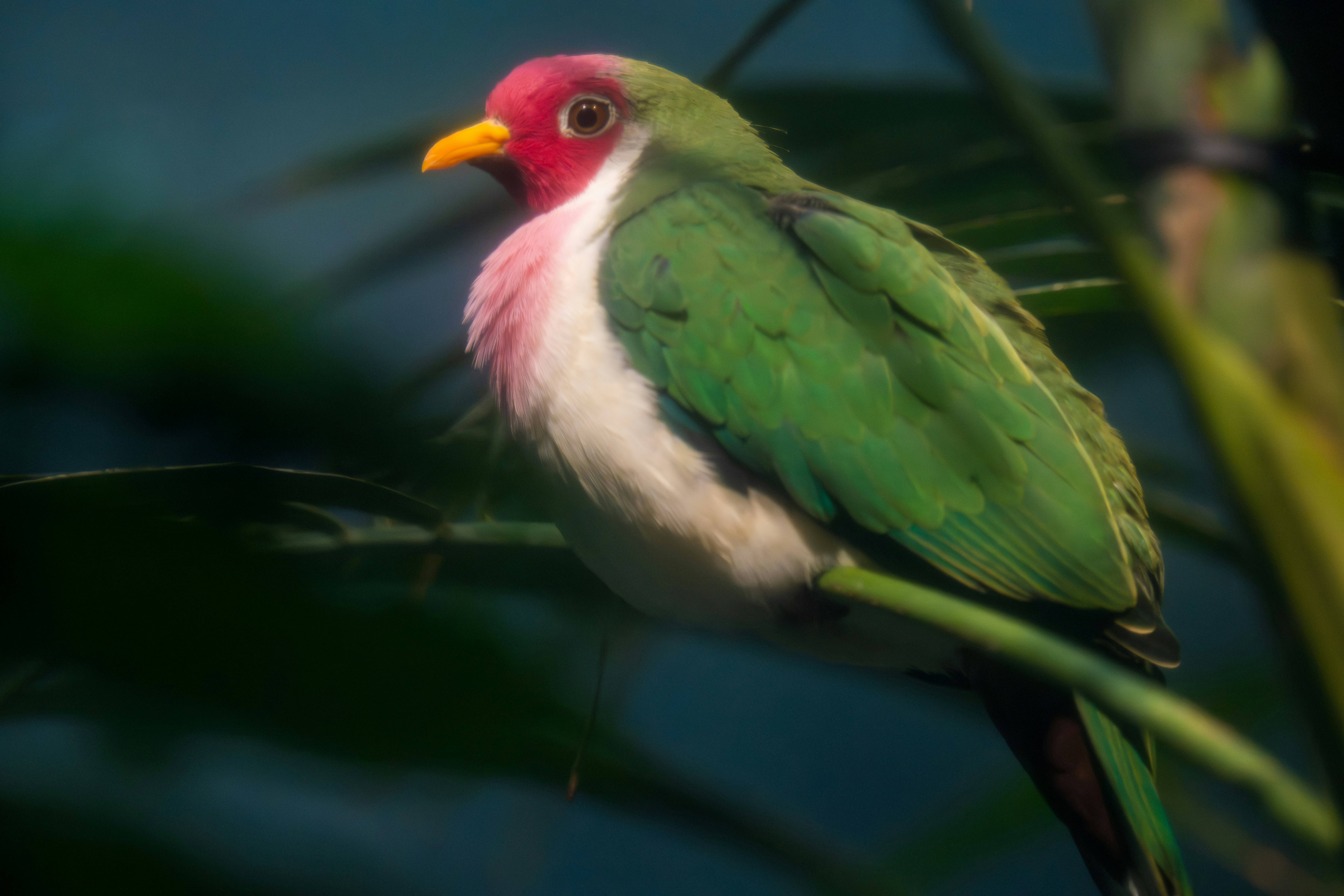 Crimson-faced Green Parrot in Soft Aquatic Backdrop