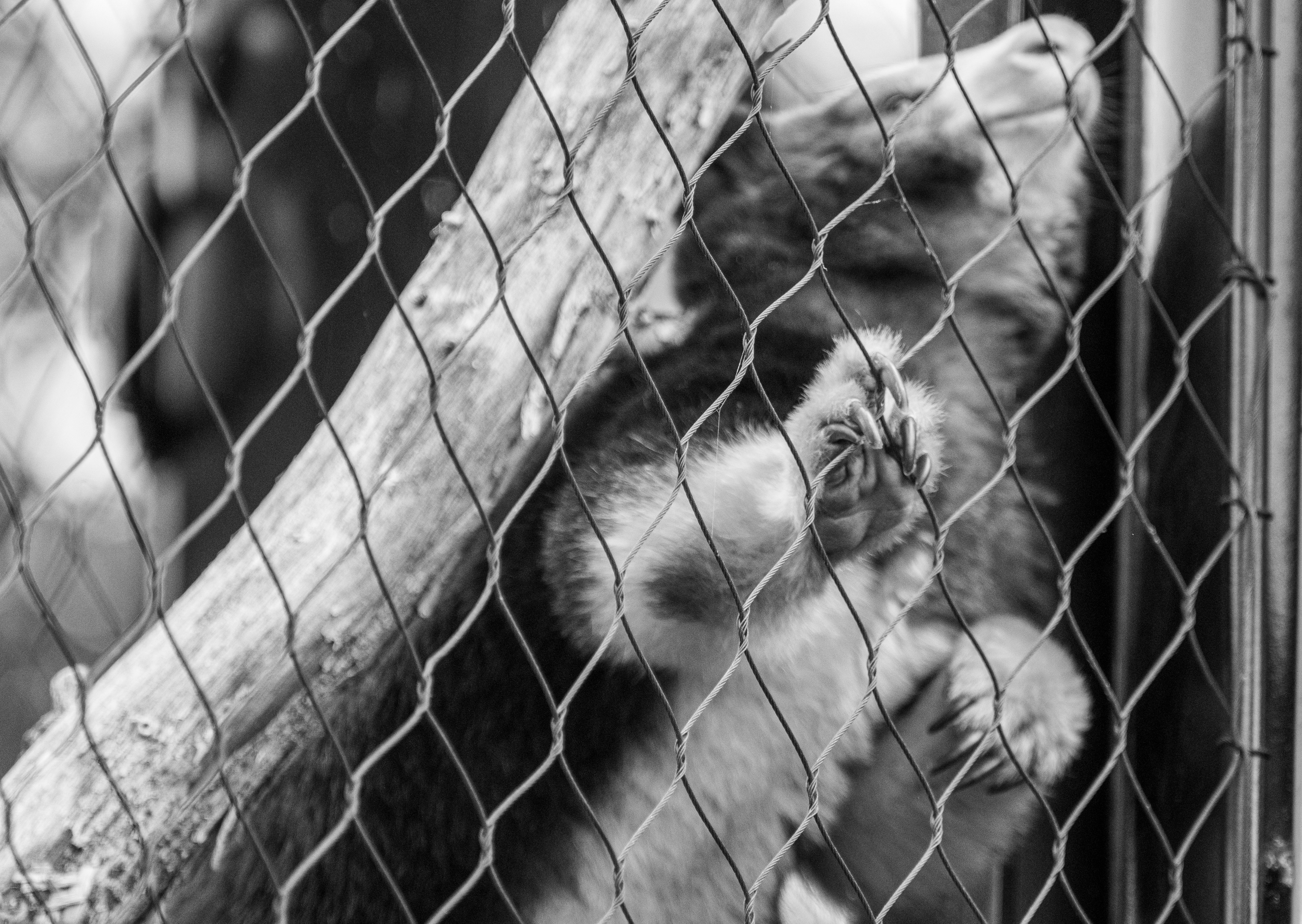 Hidden Truth Behind the Fence: a small animal’s interrupted moment