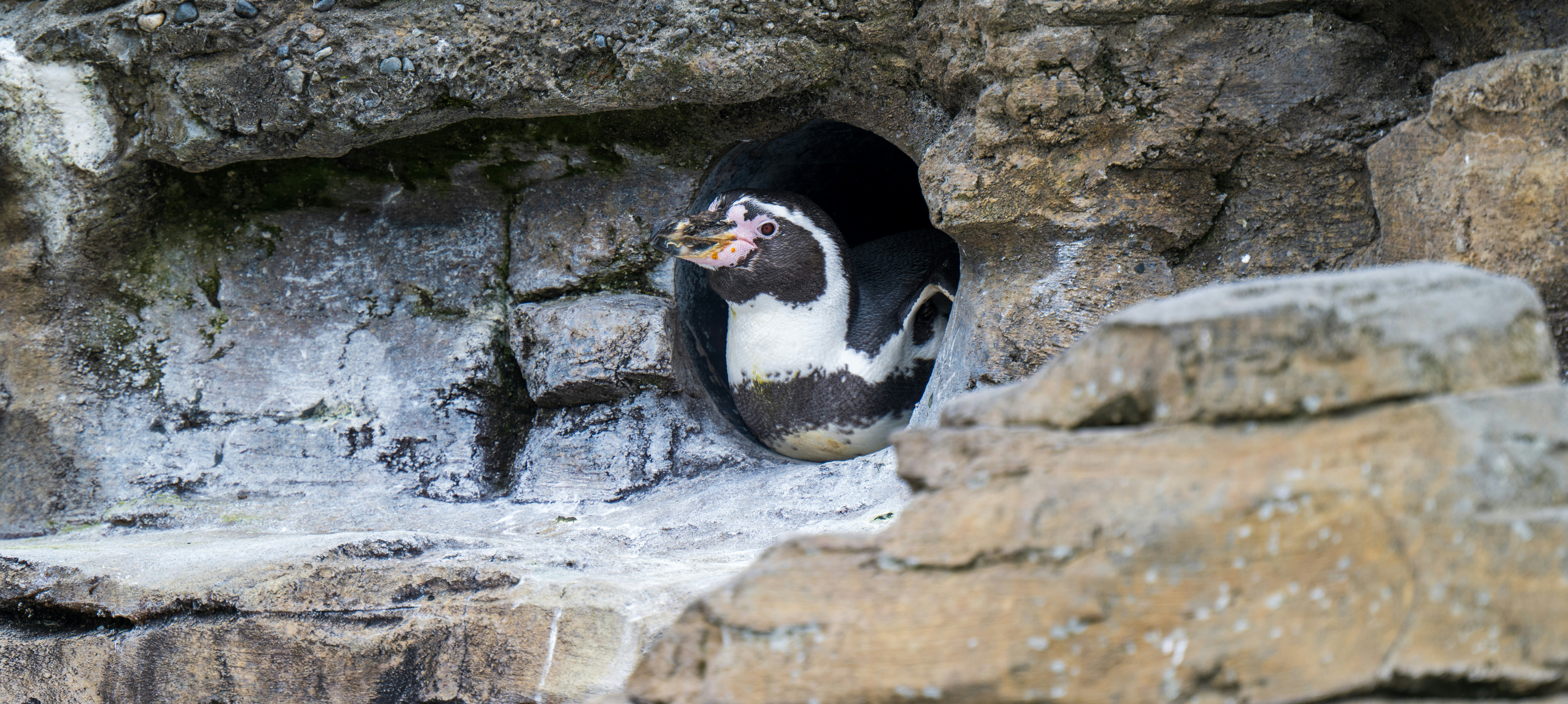 Penguin Portrait in a Rocky Nook