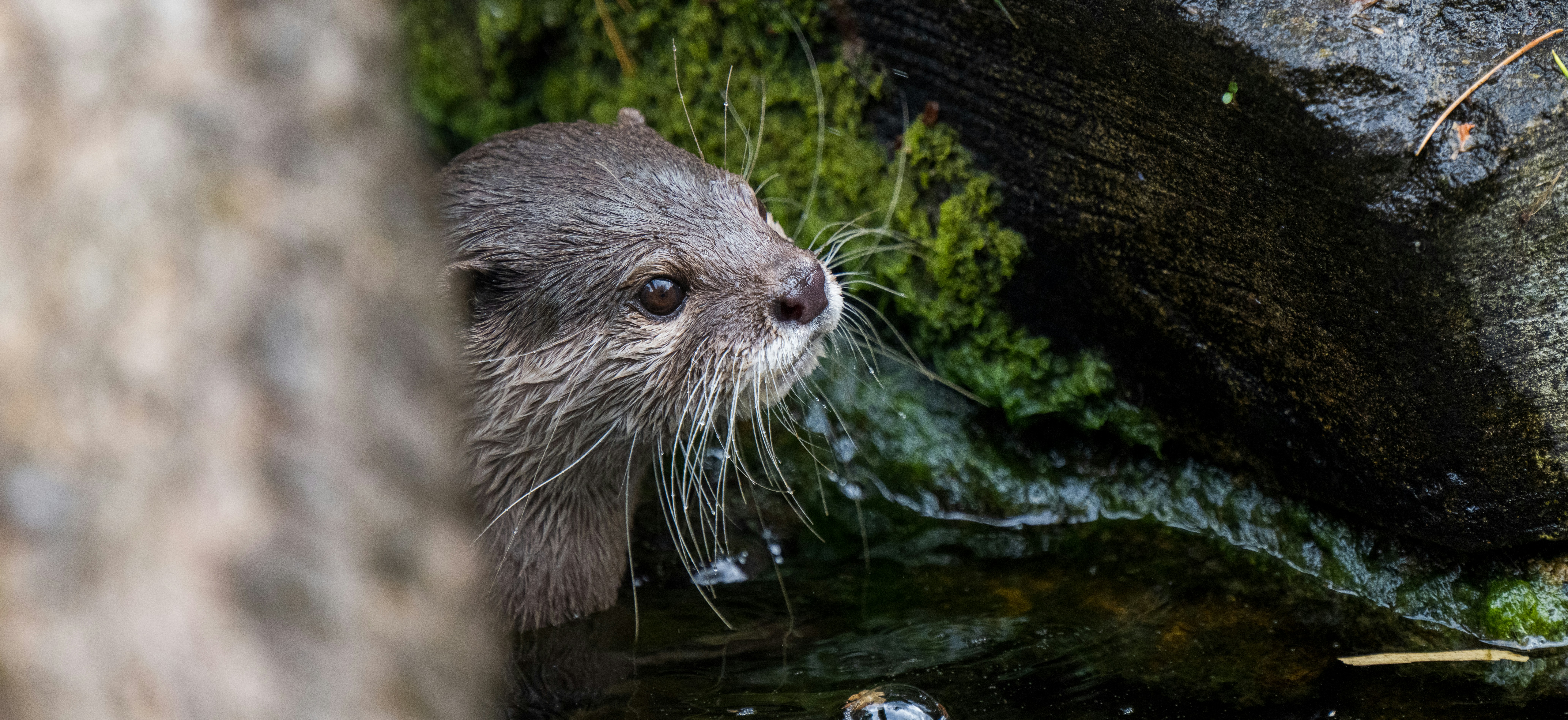 Curious Otterita Peeks from the Mossy Edge