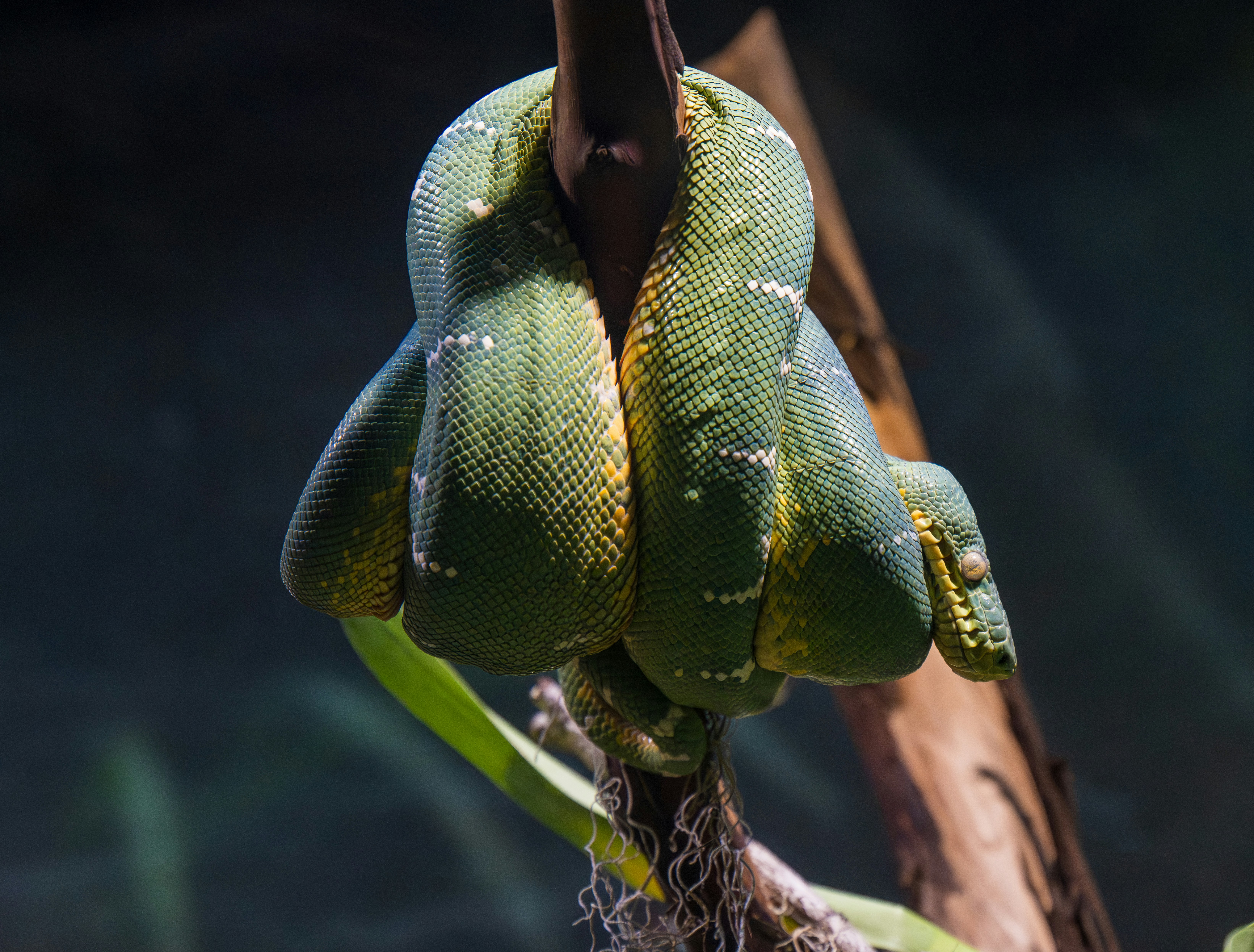 Coiled Green Sentinel: A Snake's Vined Perch