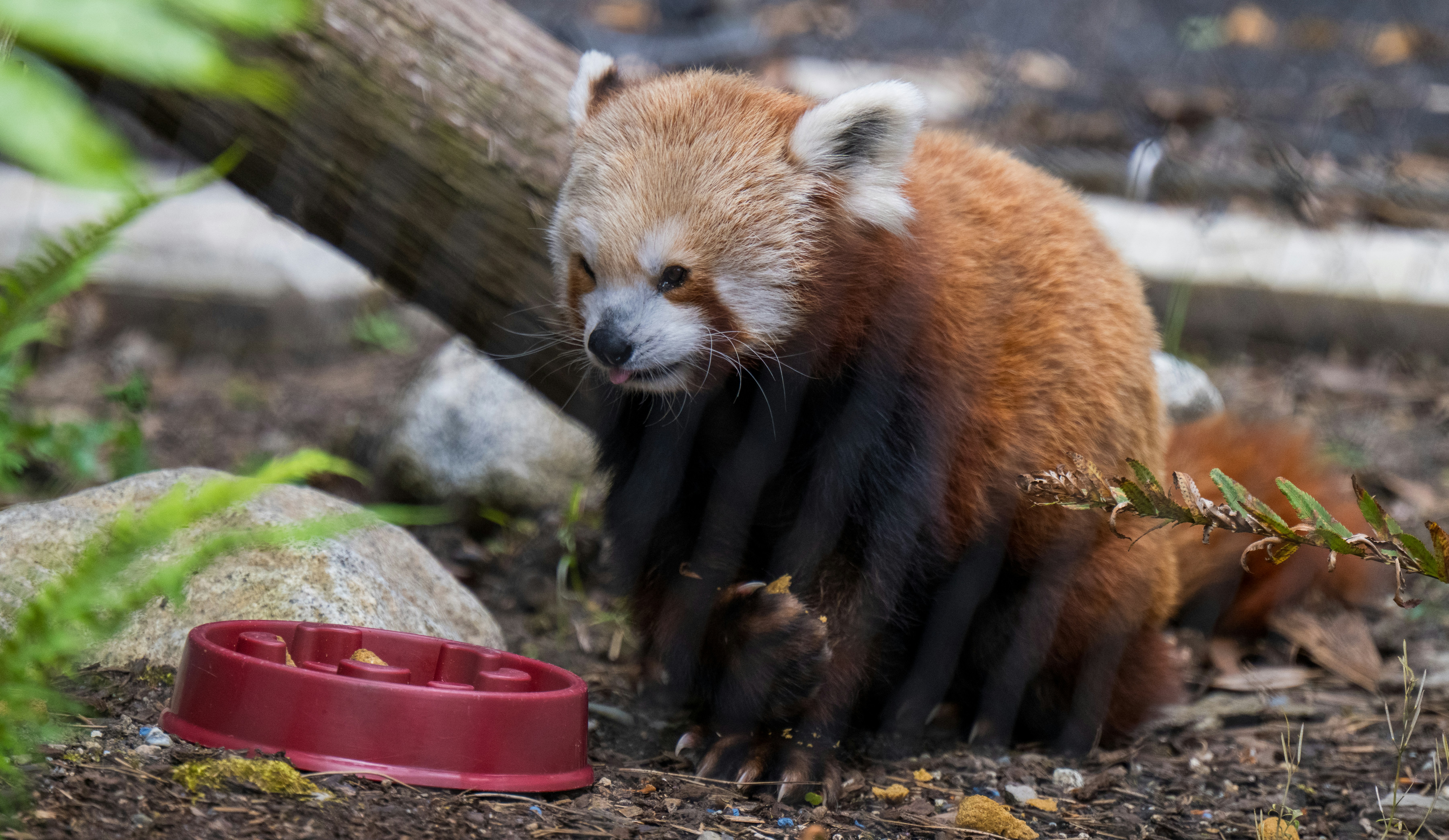 Red Panda at Close Range: Curiosity Near a Leftover Meal Bowl