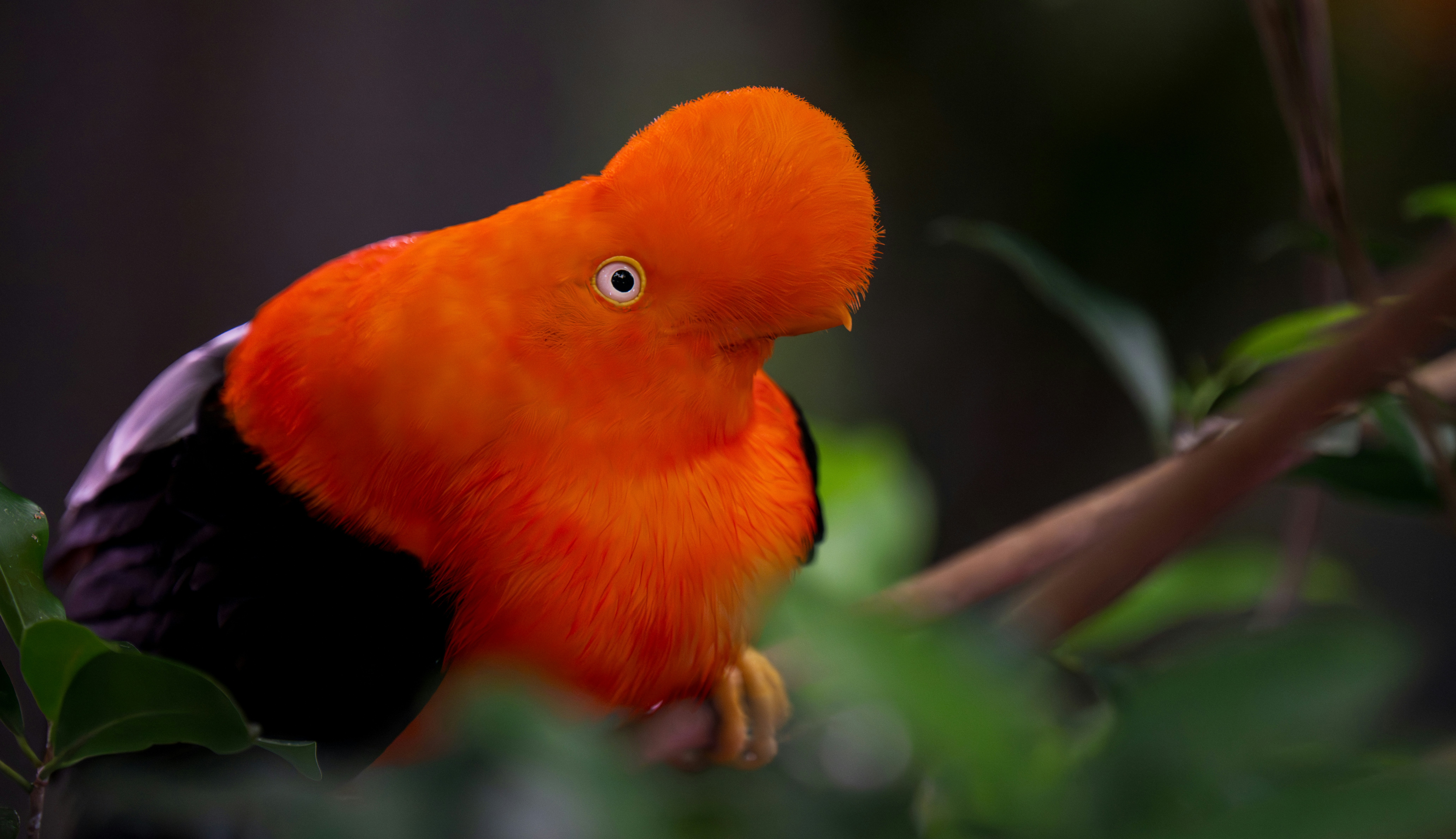 Flaming Orange Serenade: A Sunlit Exalted Finch in the Foliage