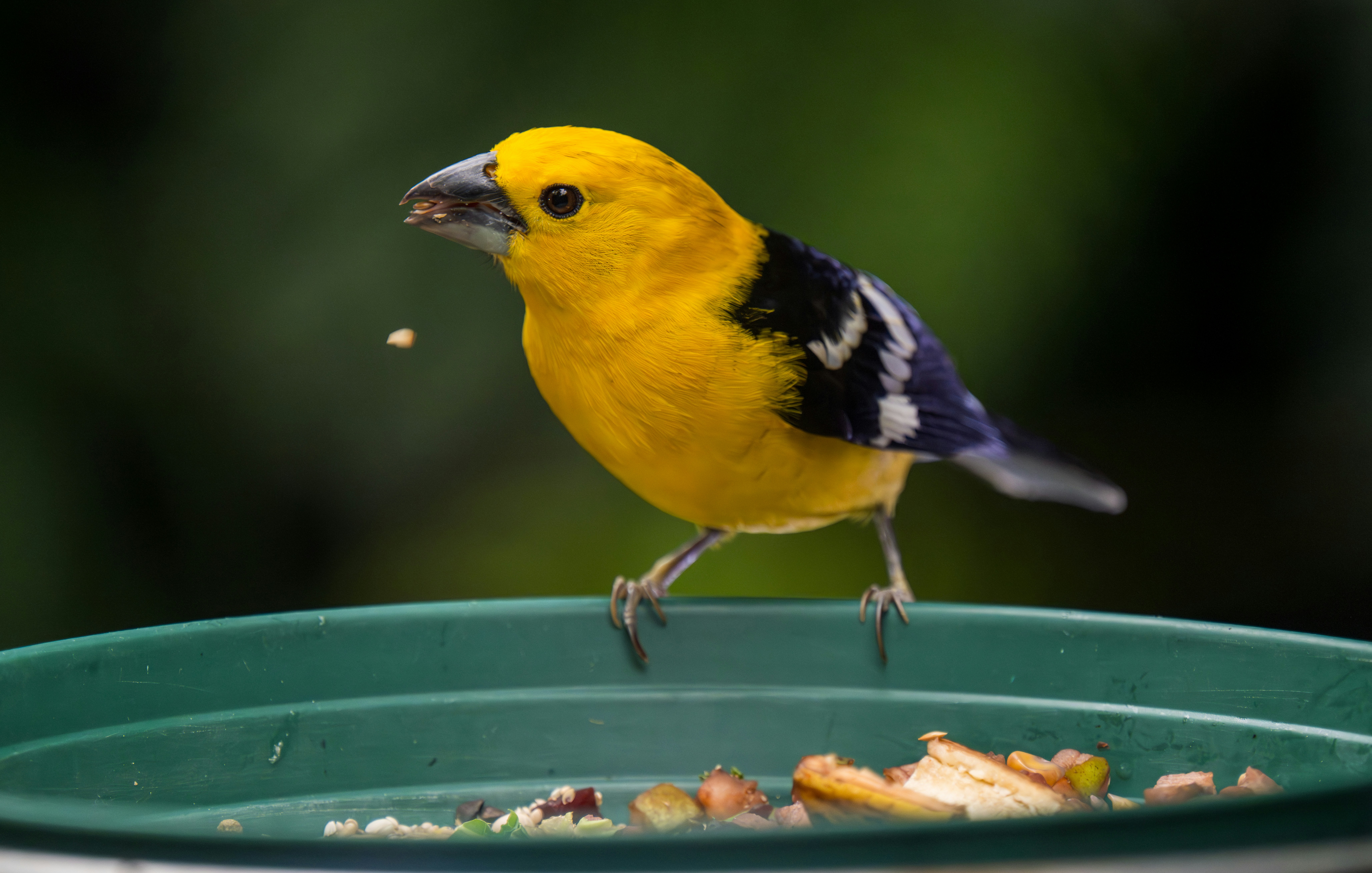 Sunlit Yellow Warbler Perched at the Edge of a Bird Seed Parade