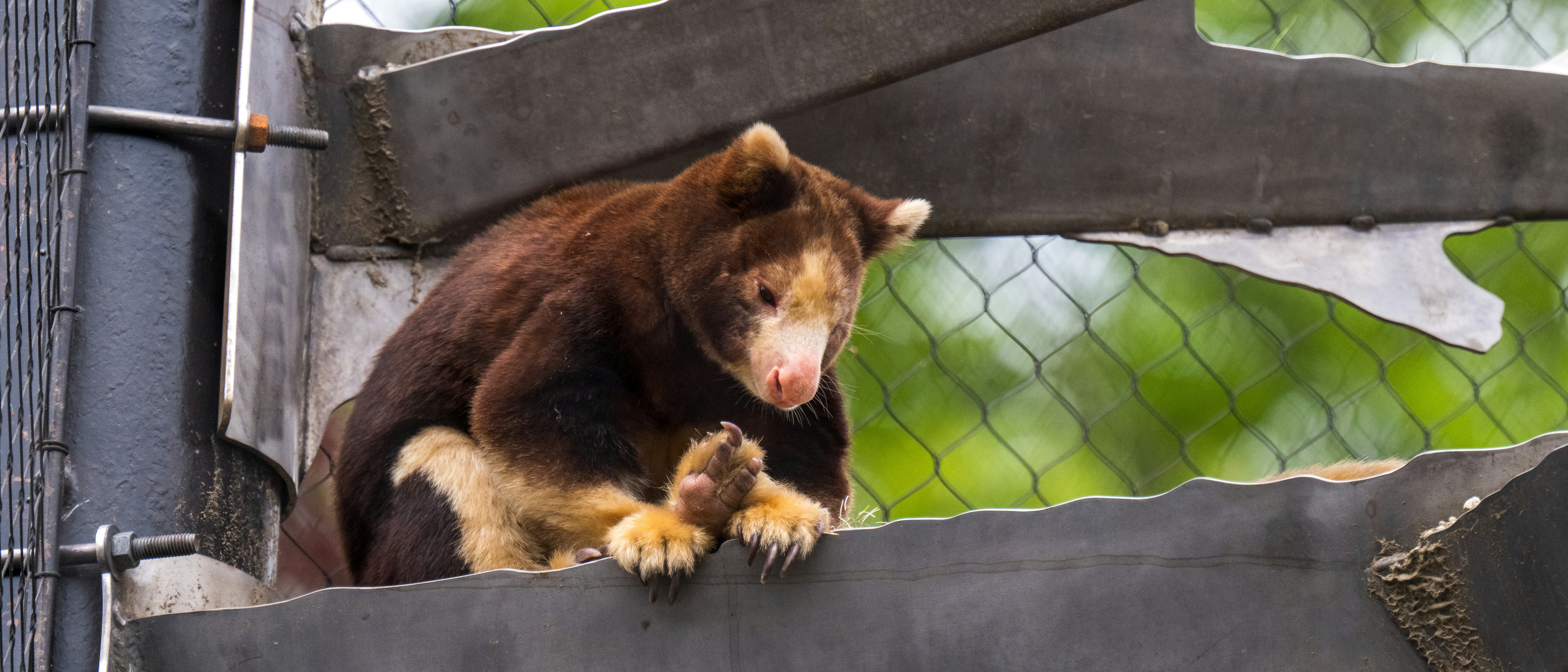 Curious Bear Cub Peering Over Shelter Edge