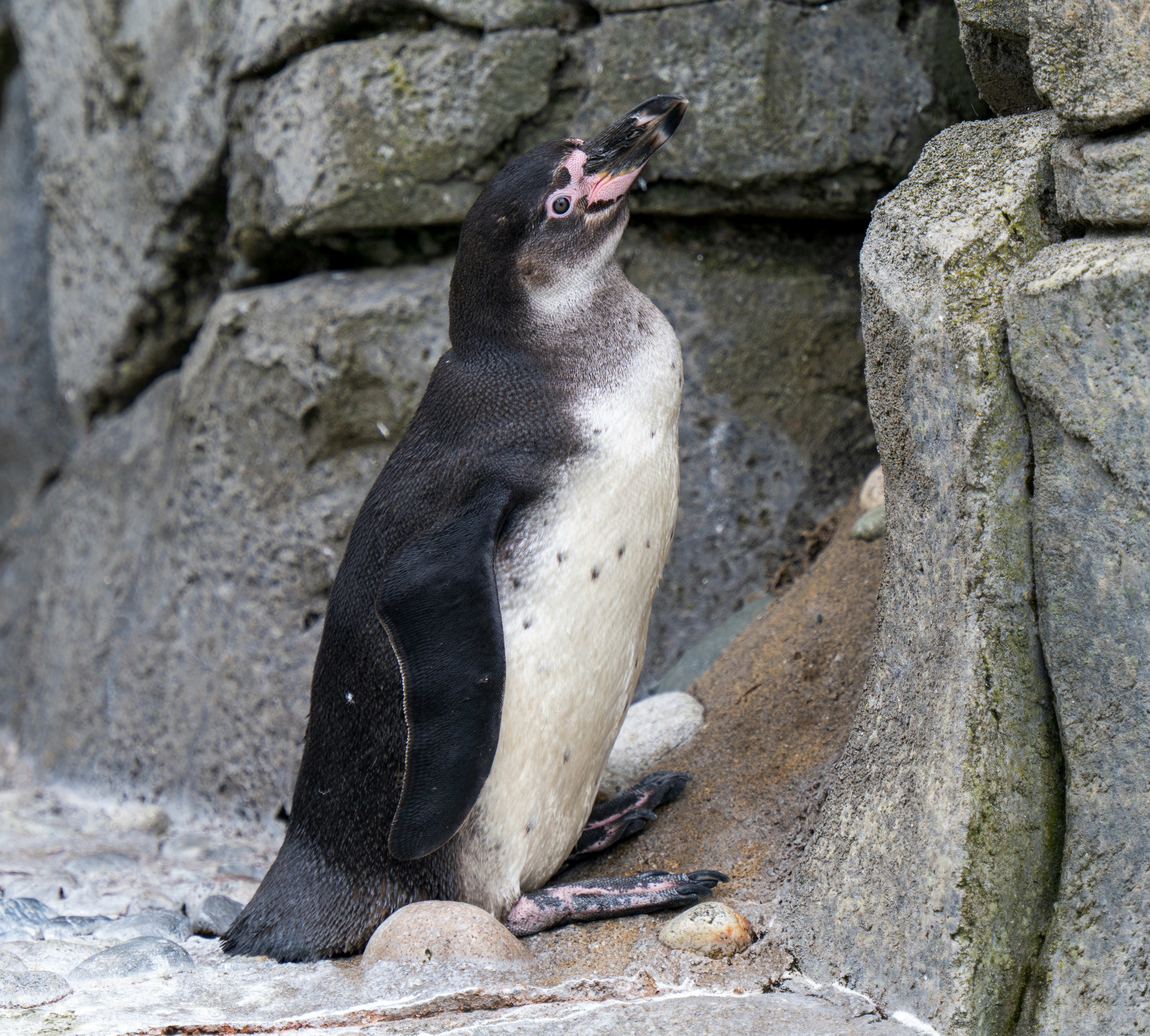 Curious Penguin Amid Rough Stone Steps