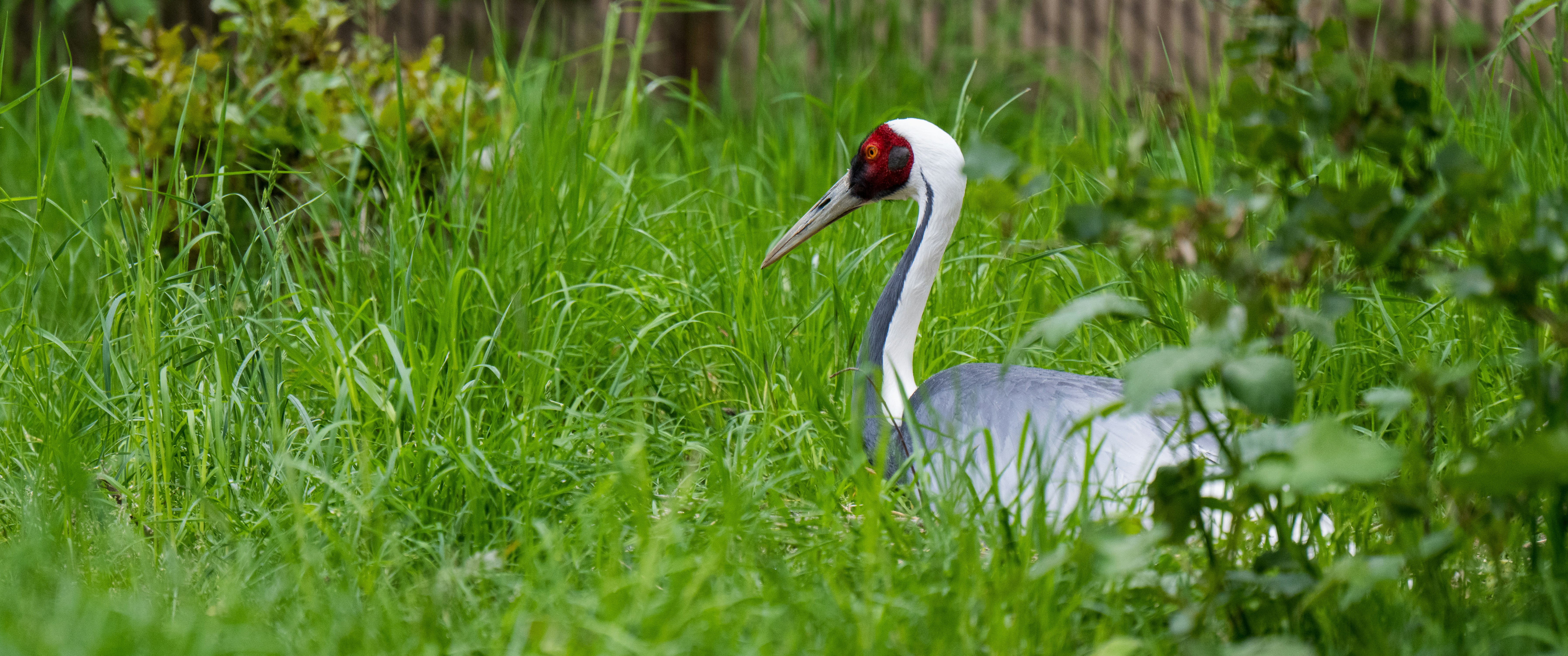 Grace in the Grasses: A Crane’s Quiet Gaze